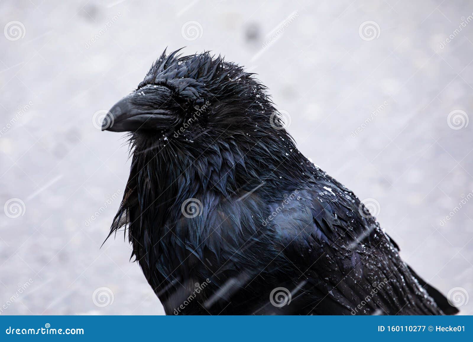 Black Raven in the Snow and Rain Stock Image - Image of birds, crow ...