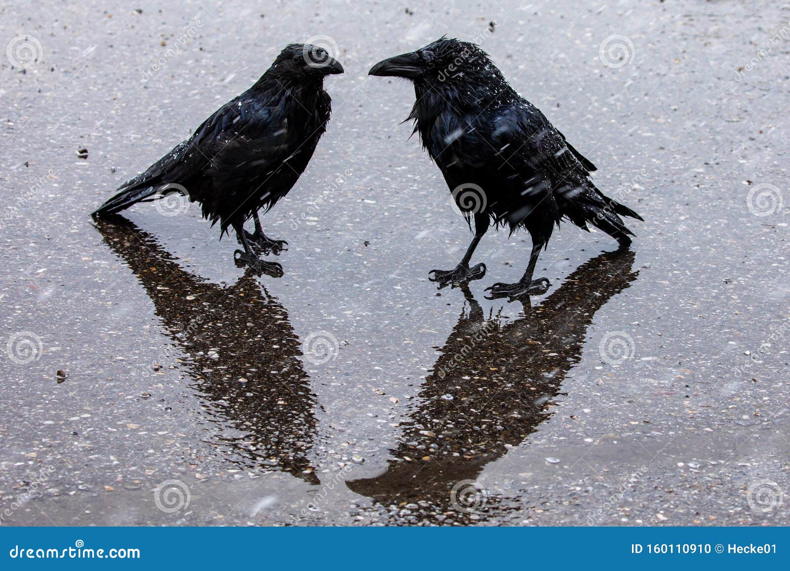 Black Raven in the Snow and Rain Stock Photo - Image of banff, head ...