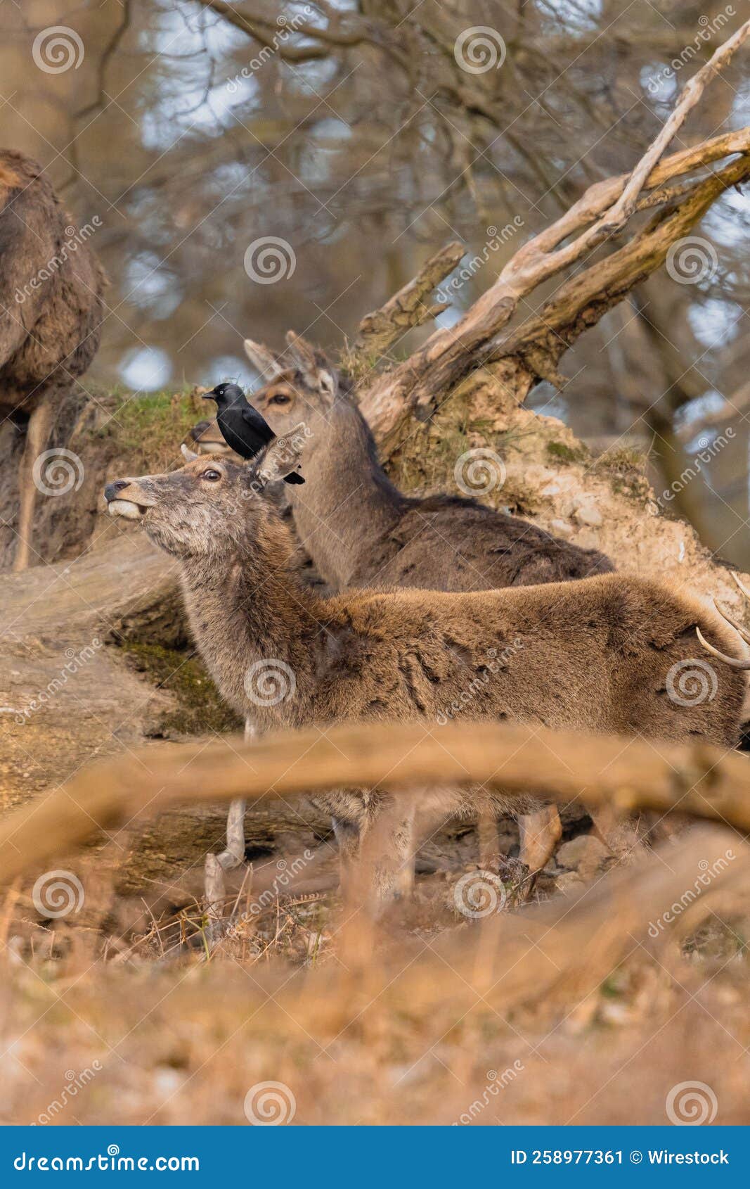Black Raven Standing on a Deer Face in the Forest Stock Image - Image ...