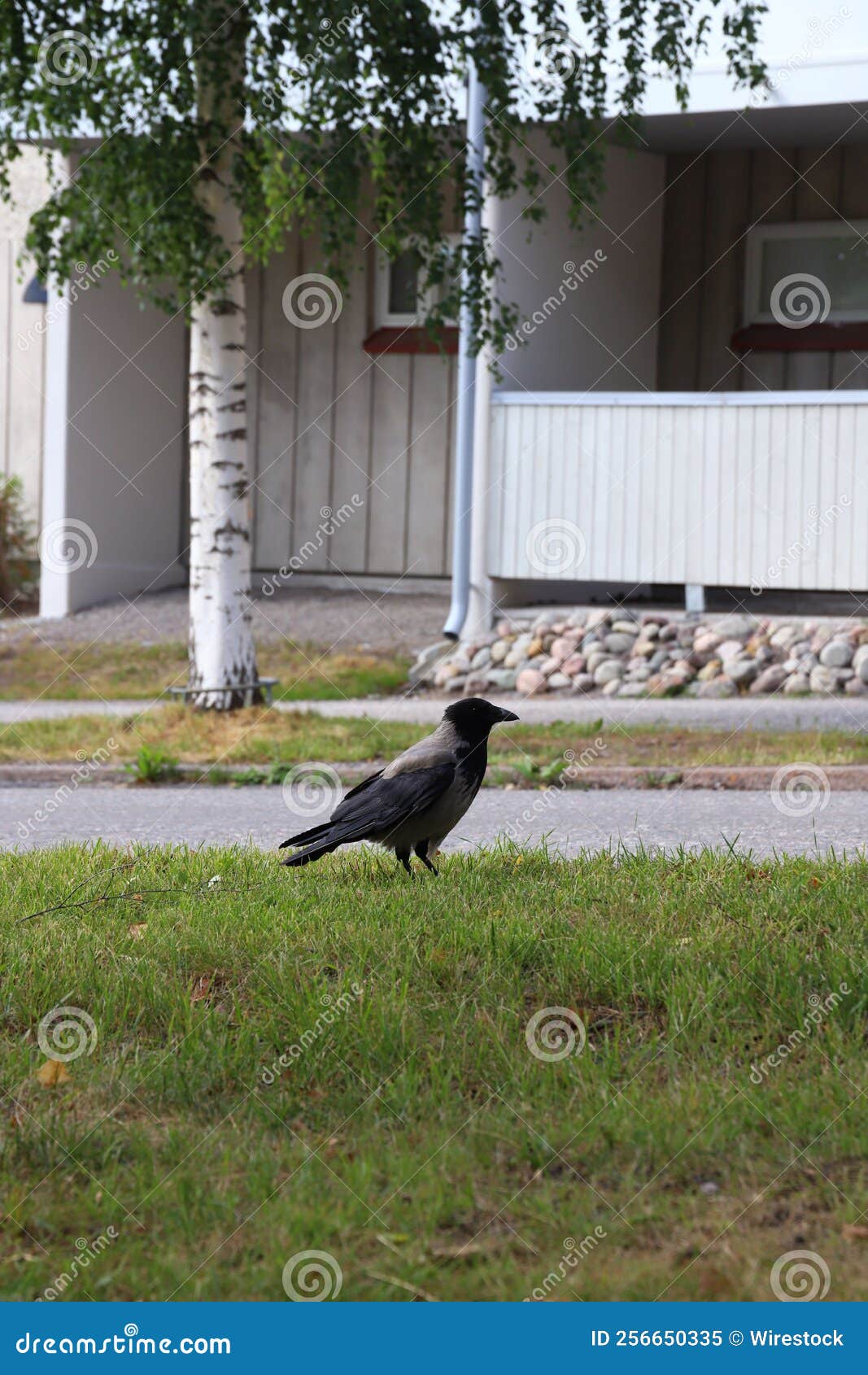 Black Raven Standing on the Grasses Stock Image - Image of natural ...