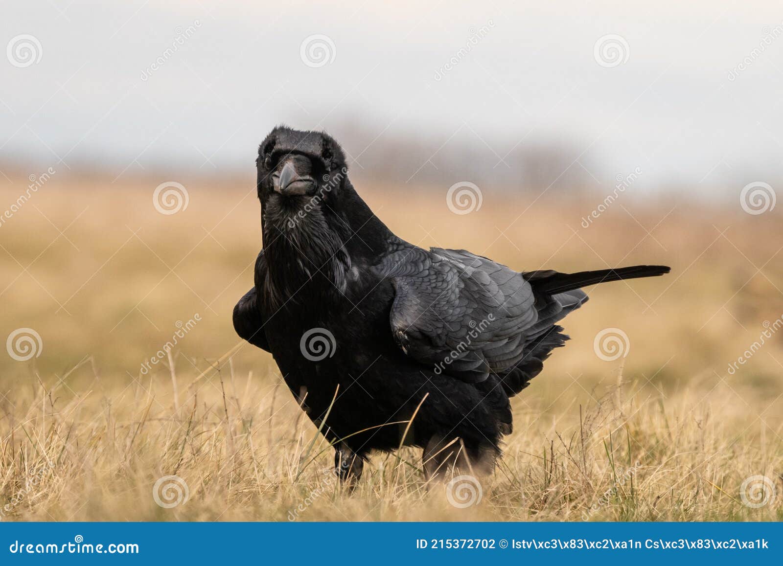 Black Raven Standing on a Meadow Stock Photo - Image of grass, outdoor ...