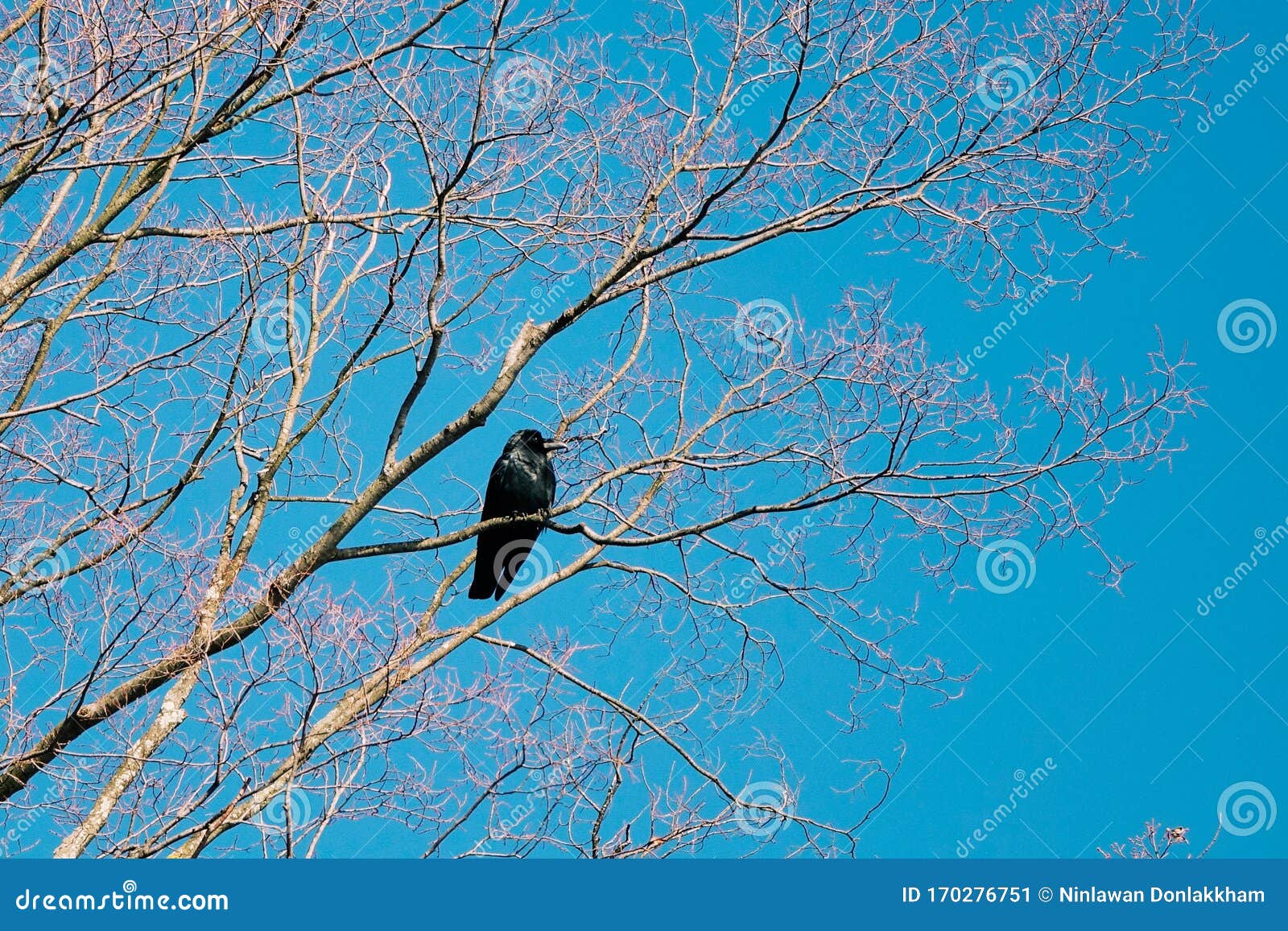 Black Raven Standing on the Tree Stock Image - Image of ornithology ...
