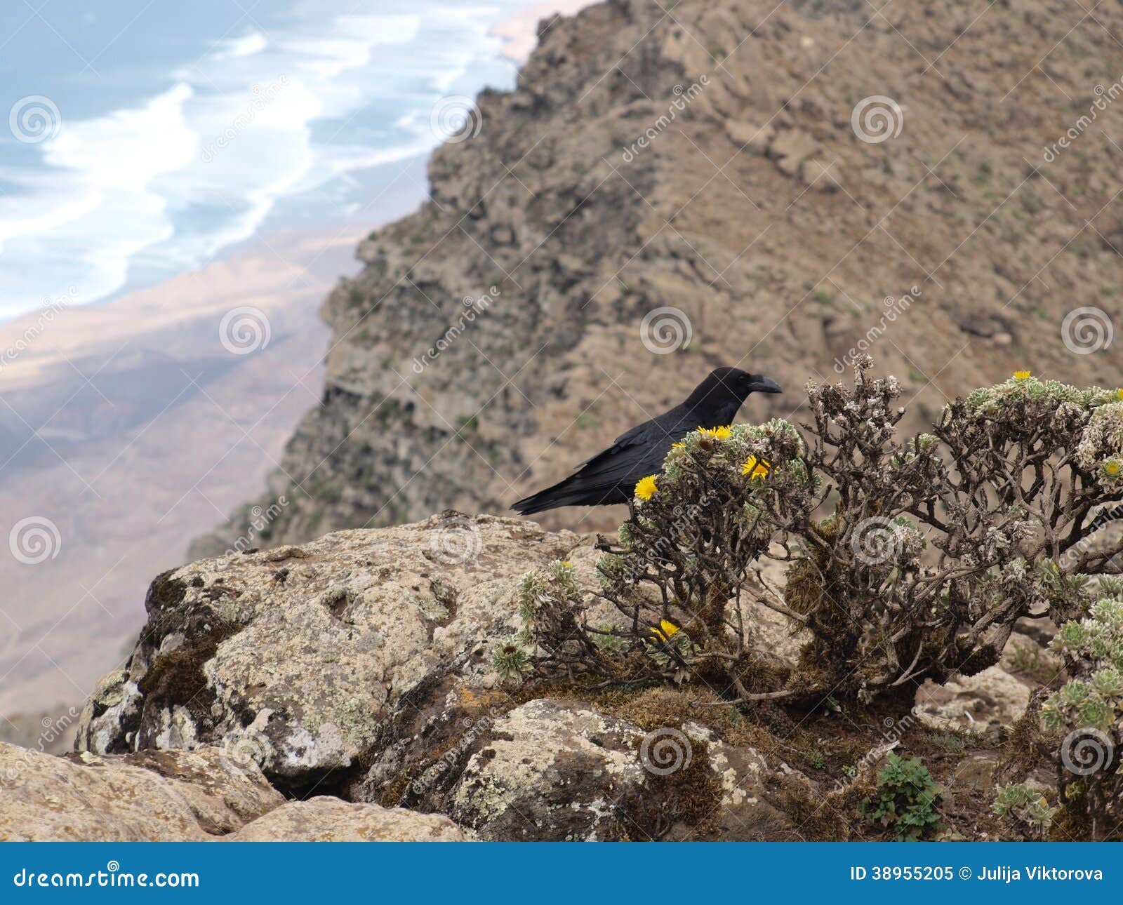 Black Raven on the Top of Mountain Stock Image - Image of brown, ocean ...