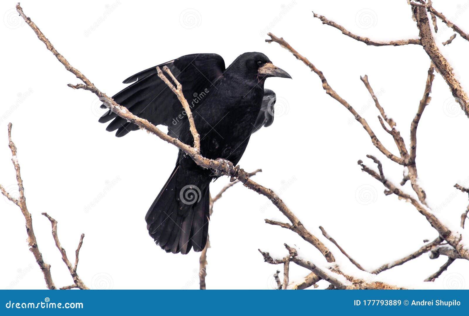 Black Raven on Tree Branches Isolated on a White Background Stock Image ...