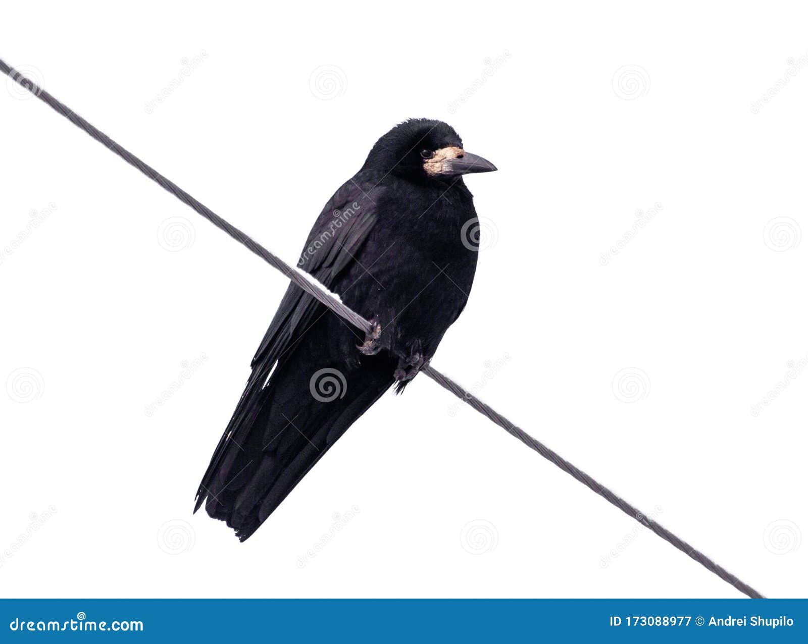 Black Raven on a Wire Isolated on a White Background Stock Image ...