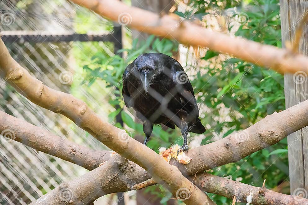 Black raven in a zoo cage stock image. Image of aviary - 188206409