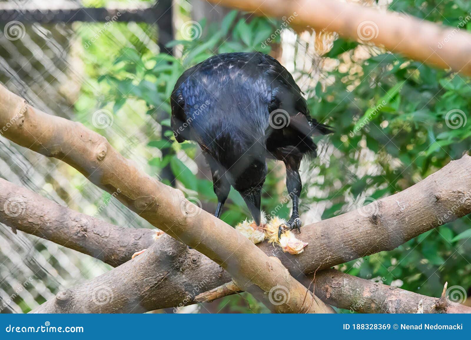 Black raven in a zoo cage stock image. Image of beauty - 188328369