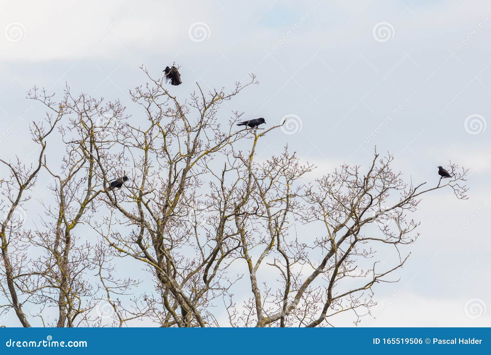 Black Ravens Sitting on Crown of Tree in Winter in Cloudy Sky Stock ...