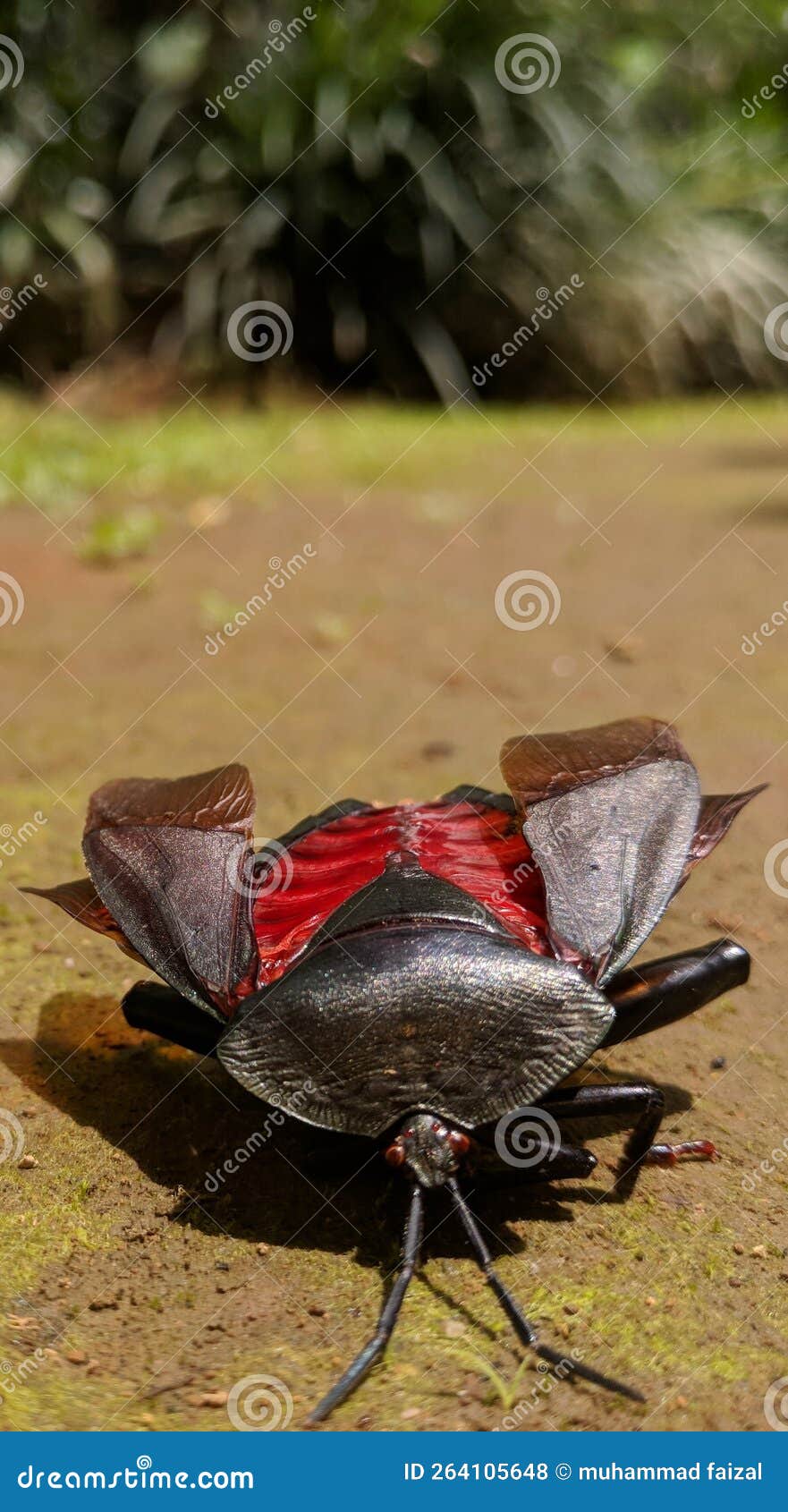 Black Red Beetle that is Dead but Looks Alive Stock Photo - Image of ...