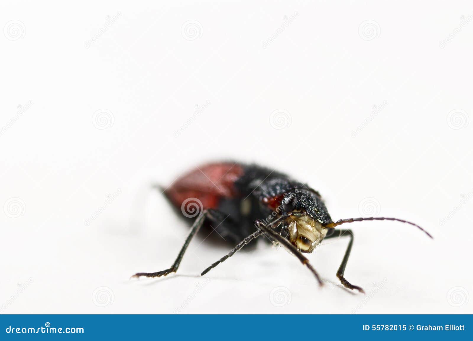 Black and Red Beetle Isolated on White Stock Image - Image of insect ...