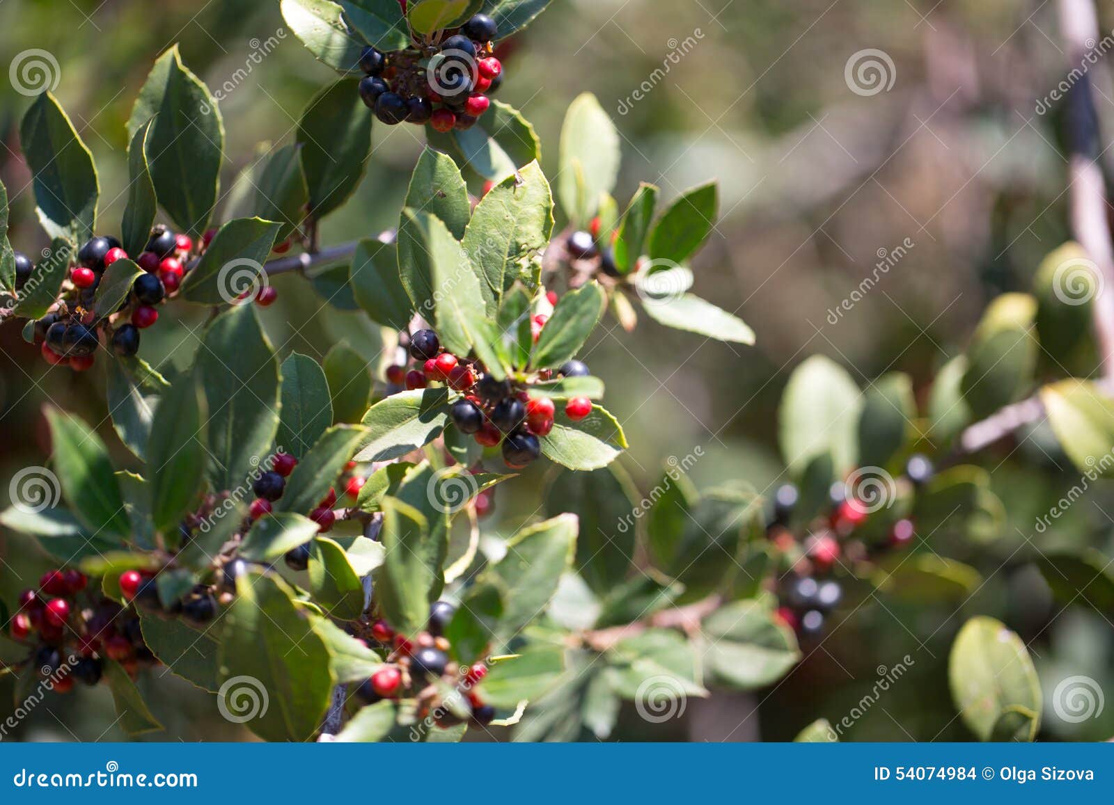 Black and Red Berries on the Bush Stock Photo - Image of health, fresh ...