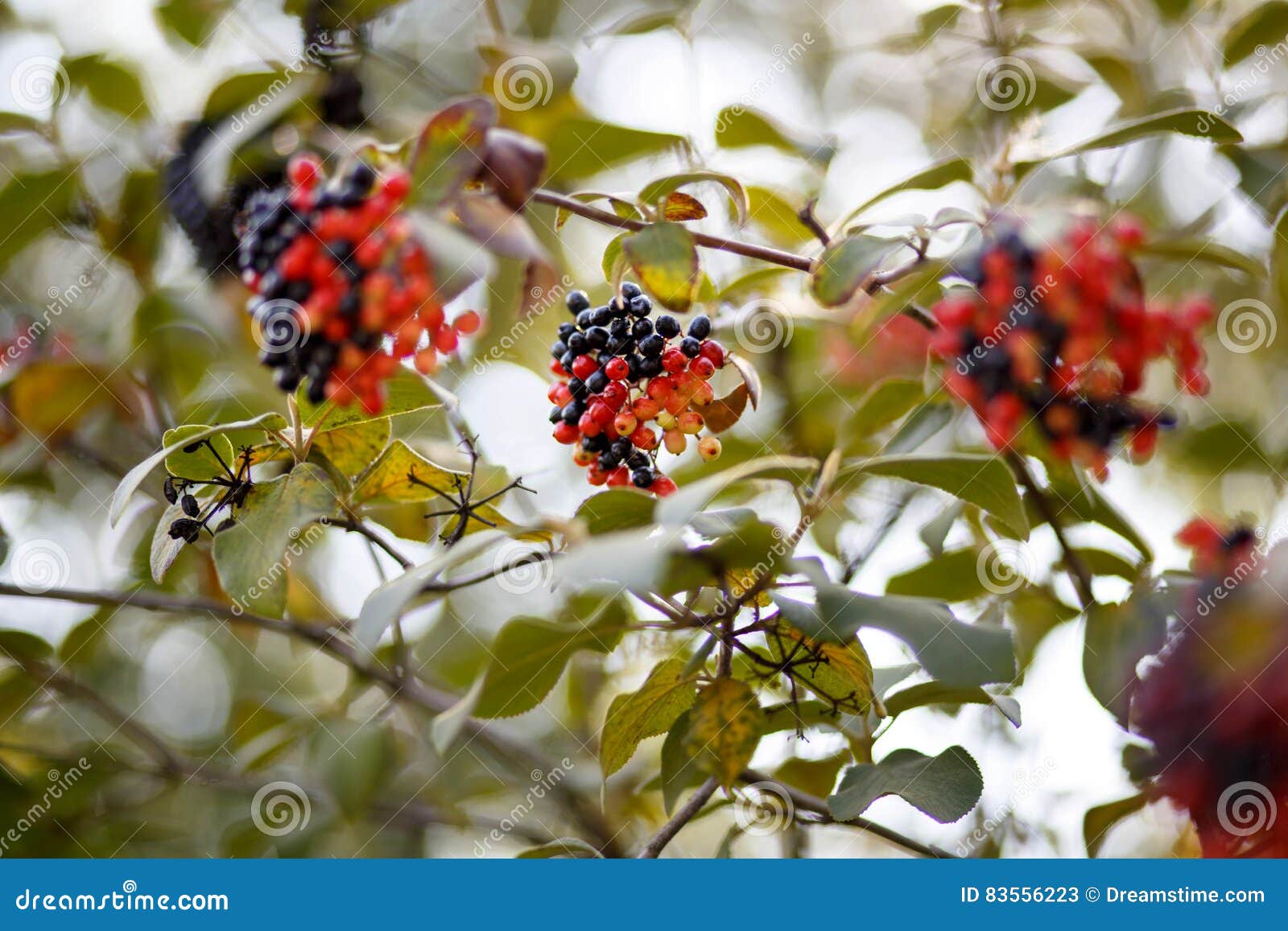 Black and red berry tree stock image. Image of wolf, autumn - 83556223