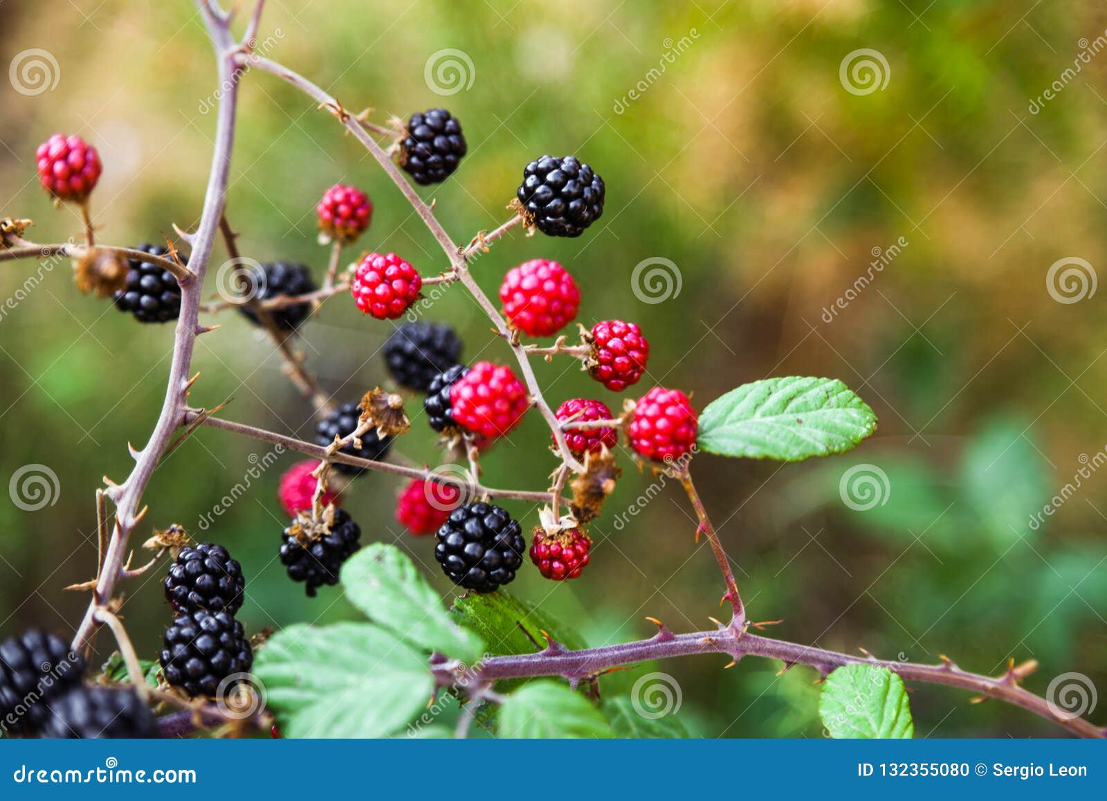 Black and red blackberries stock photo. Image of healthy - 132355080