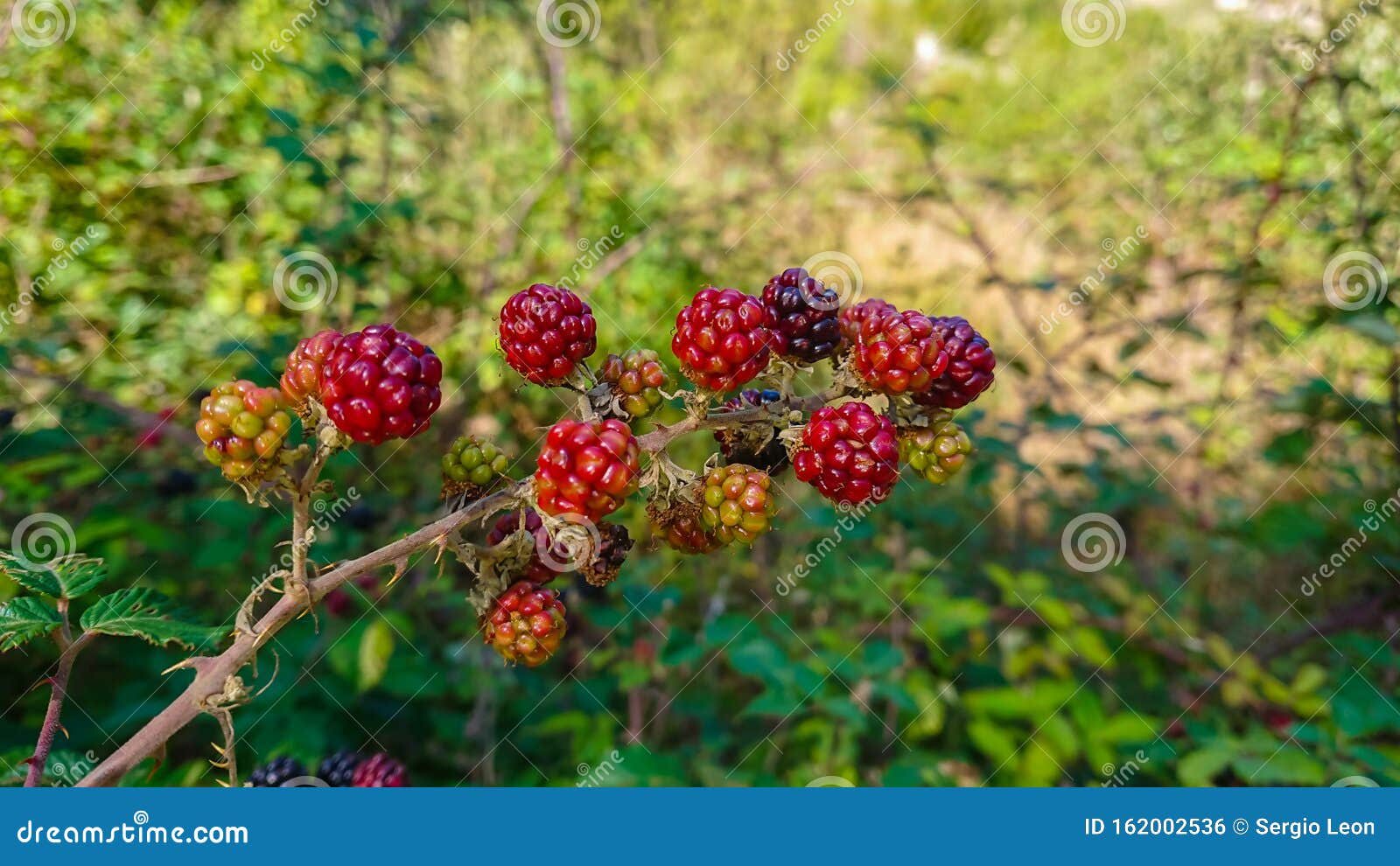 Black and Red Blackberries in a Forest (Rubus Ulmifolius Stock Photo ...