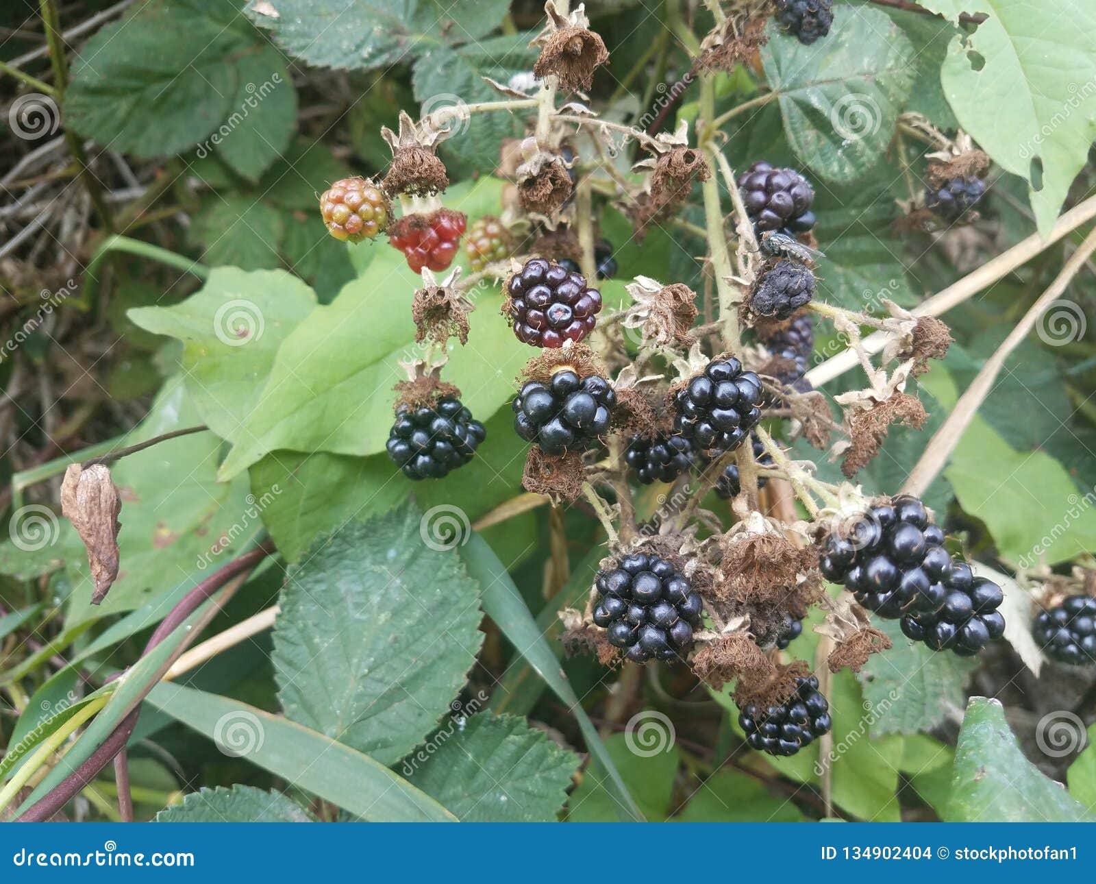 Black and Red Blackberries on Vine with Green Leaves Stock Photo ...