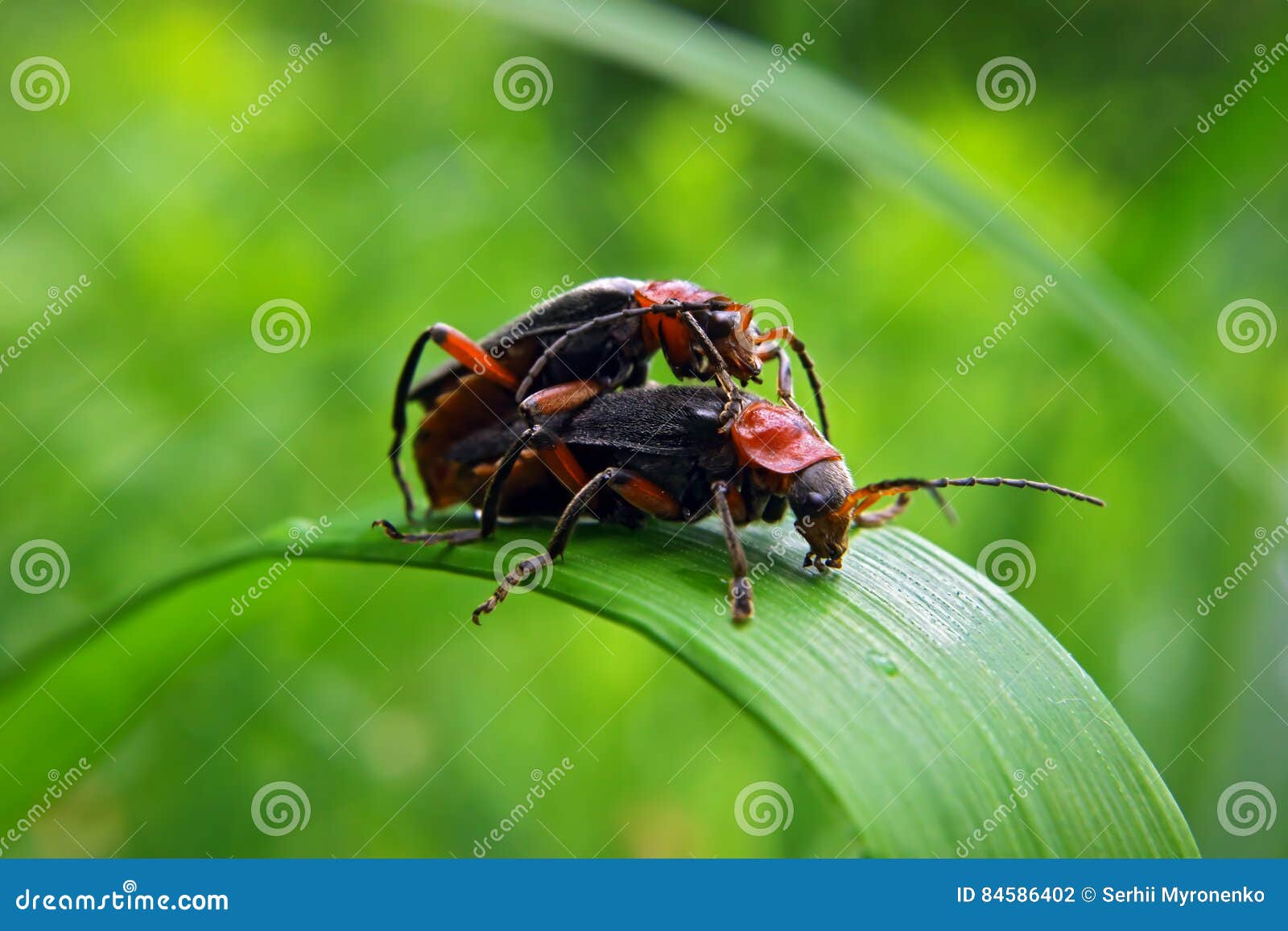 Black with Red Bugs at Green Grass Stock Photo - Image of background ...
