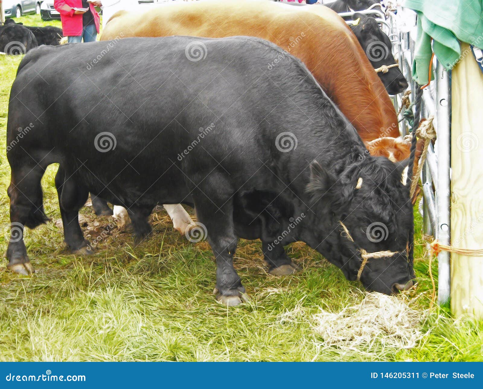 A Black and a Red Bull at Show Stock Image - Image of lips, angus ...