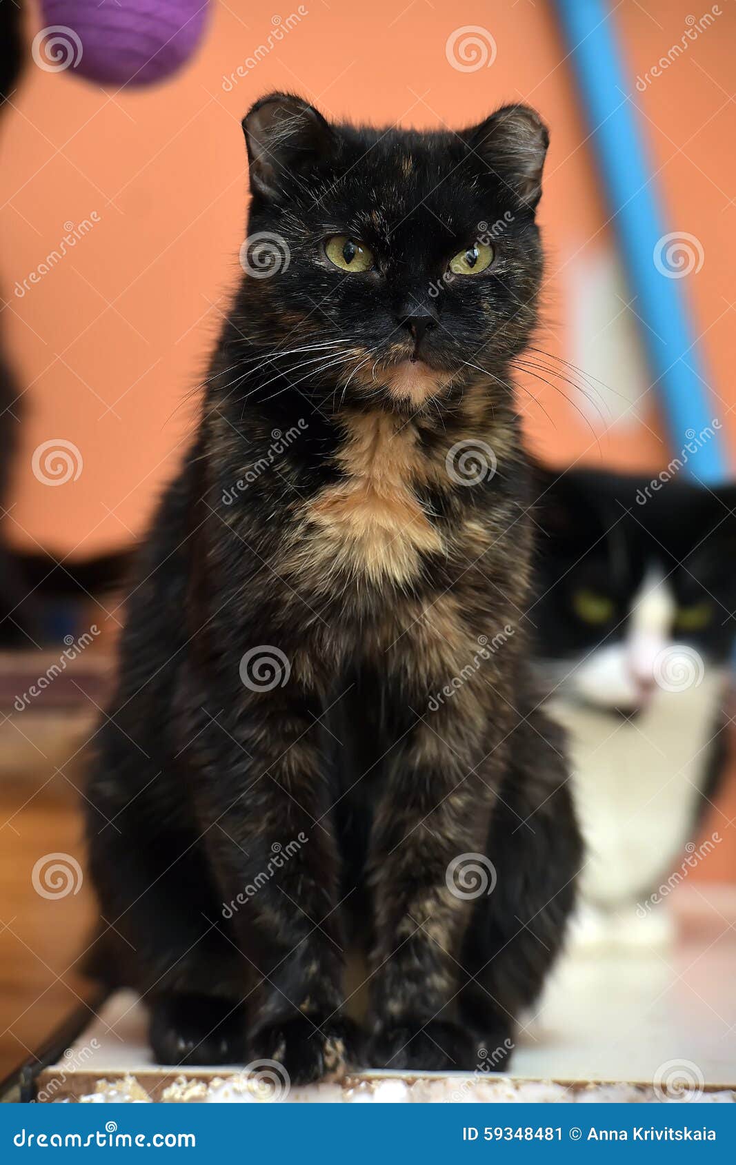 Black with red cat stock image. Image of pretty, mammal - 59348481