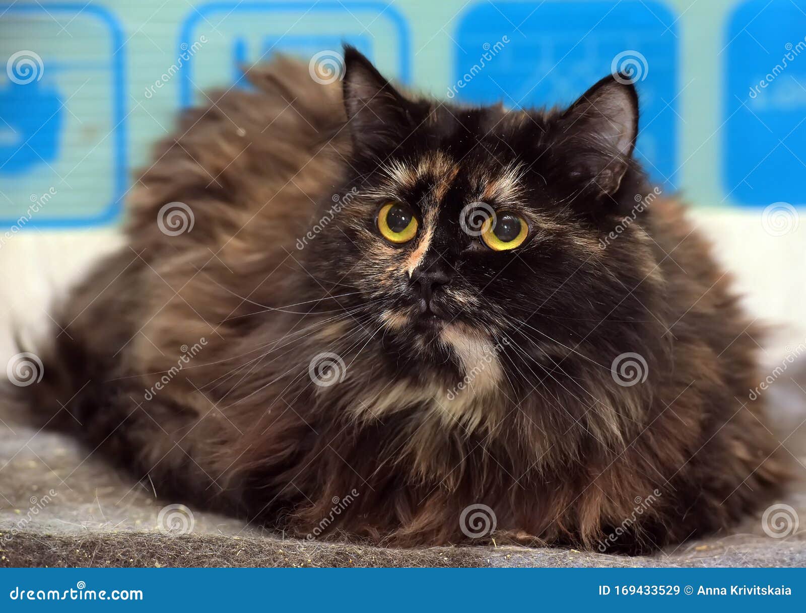 Black with a red cat stock image. Image of esporles - 169433529