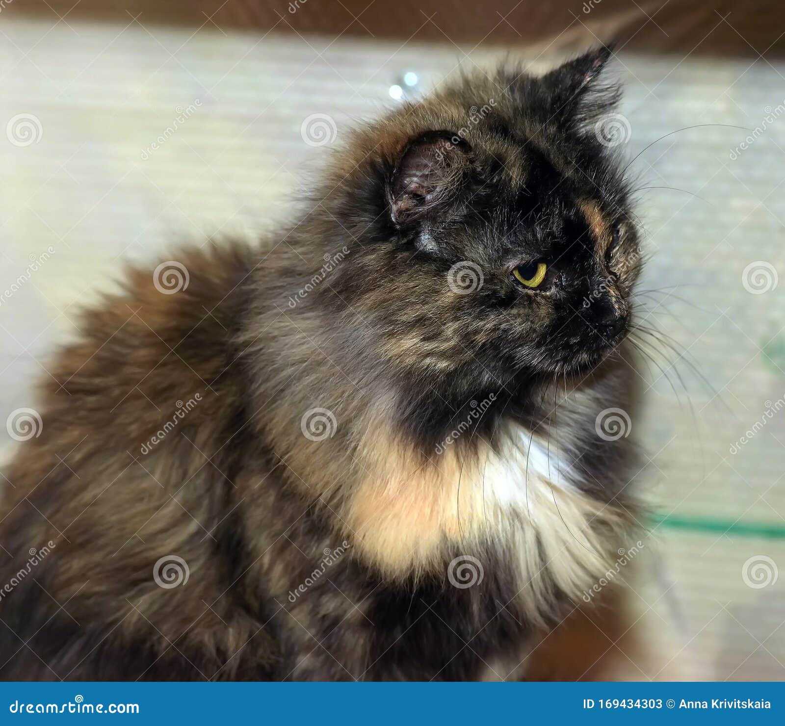 Black with a red cat stock image. Image of camera, floor - 169434303