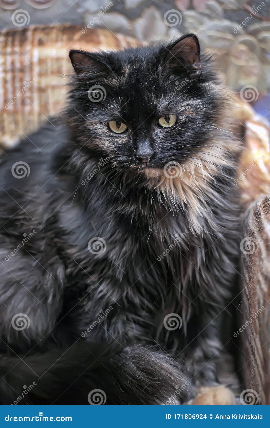 Black and red cat stock photo. Image of color, beautiful - 171806924
