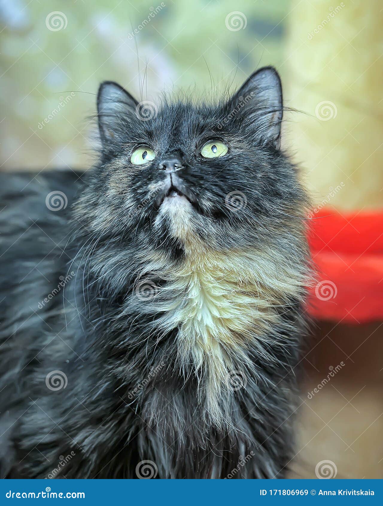 Black and red cat stock image. Image of mammal, look - 171806969