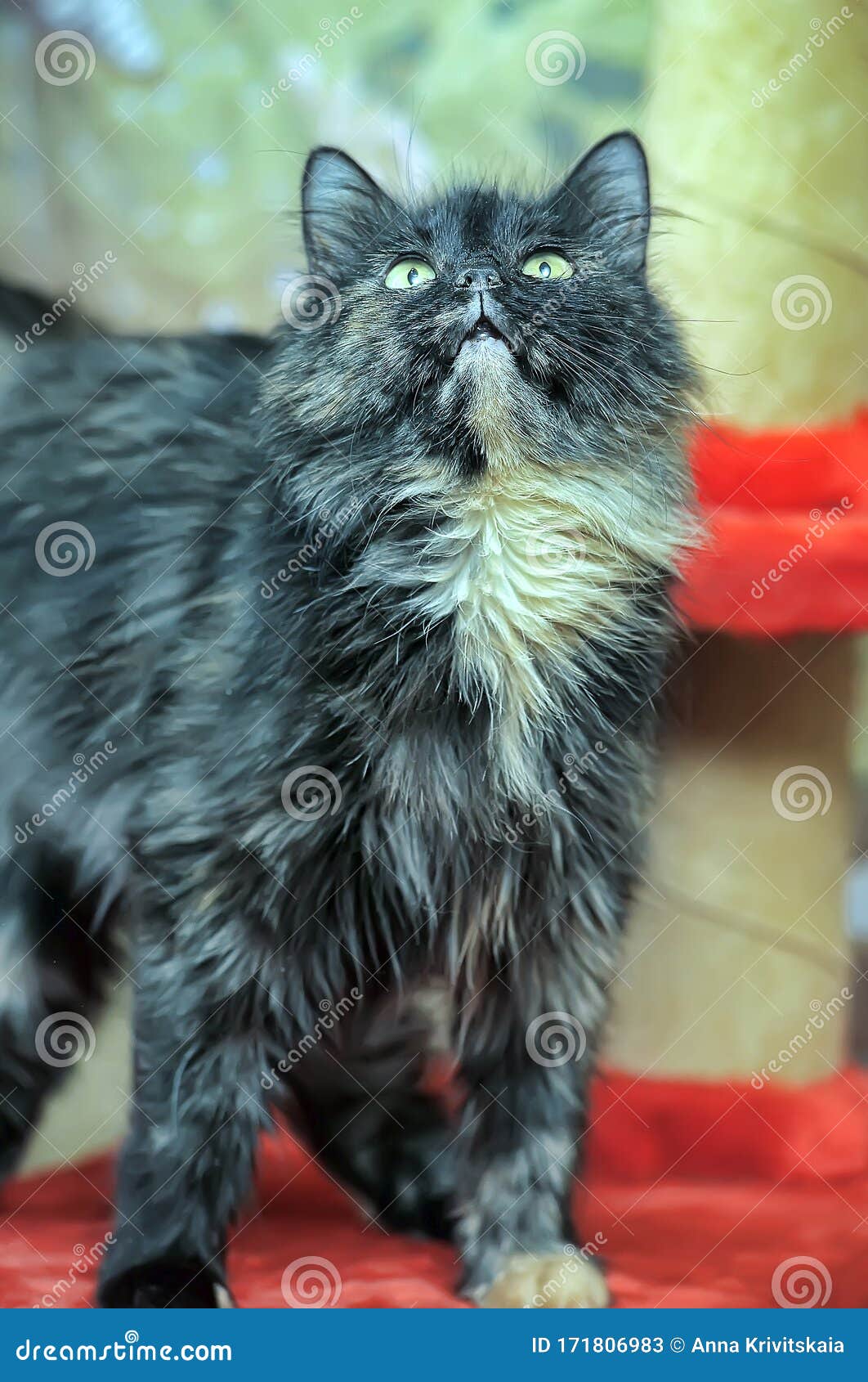 Black and red cat stock image. Image of face, majorca - 171806983