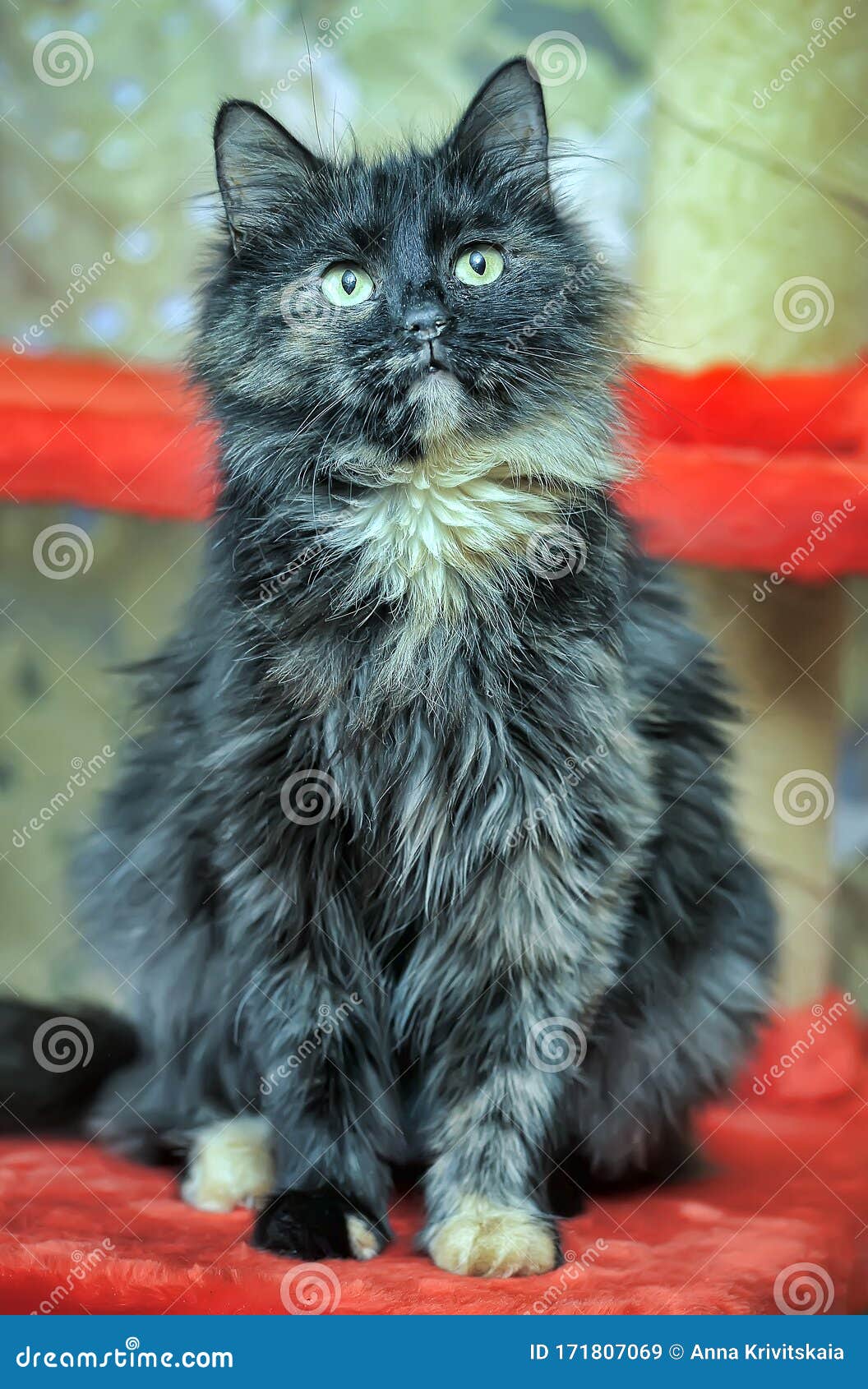 Black and red cat stock image. Image of mammal, looking - 171807069