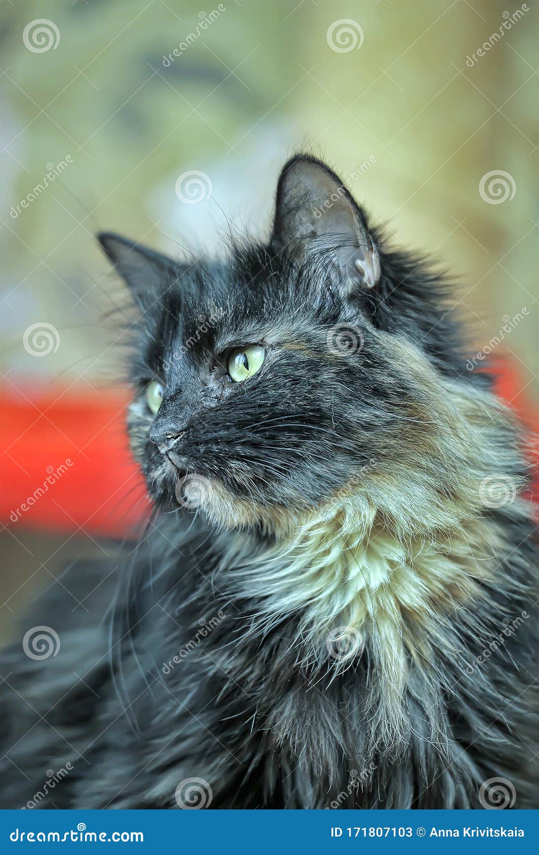 Black and red cat stock image. Image of look, animals - 171807103