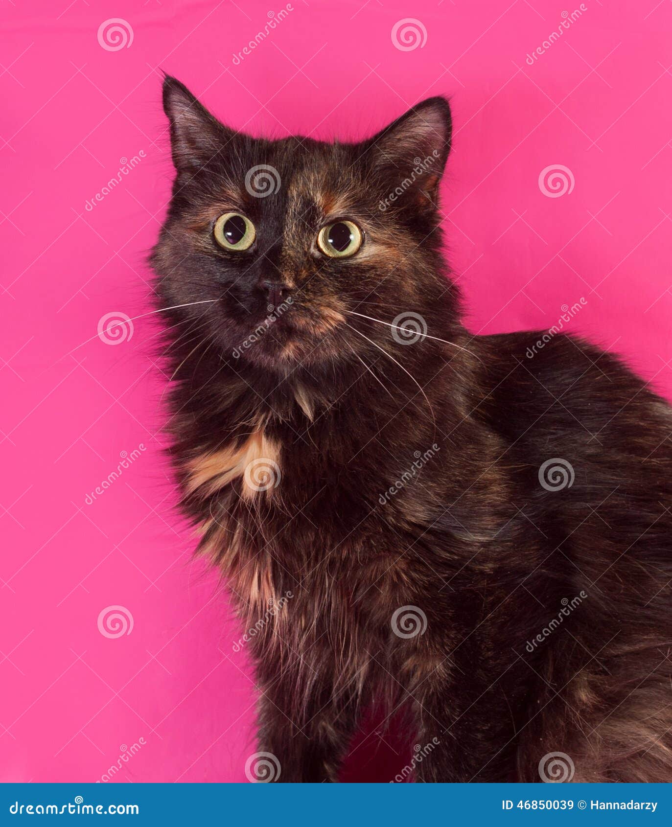 Black and red cat on pink stock image. Image of pets - 46850039