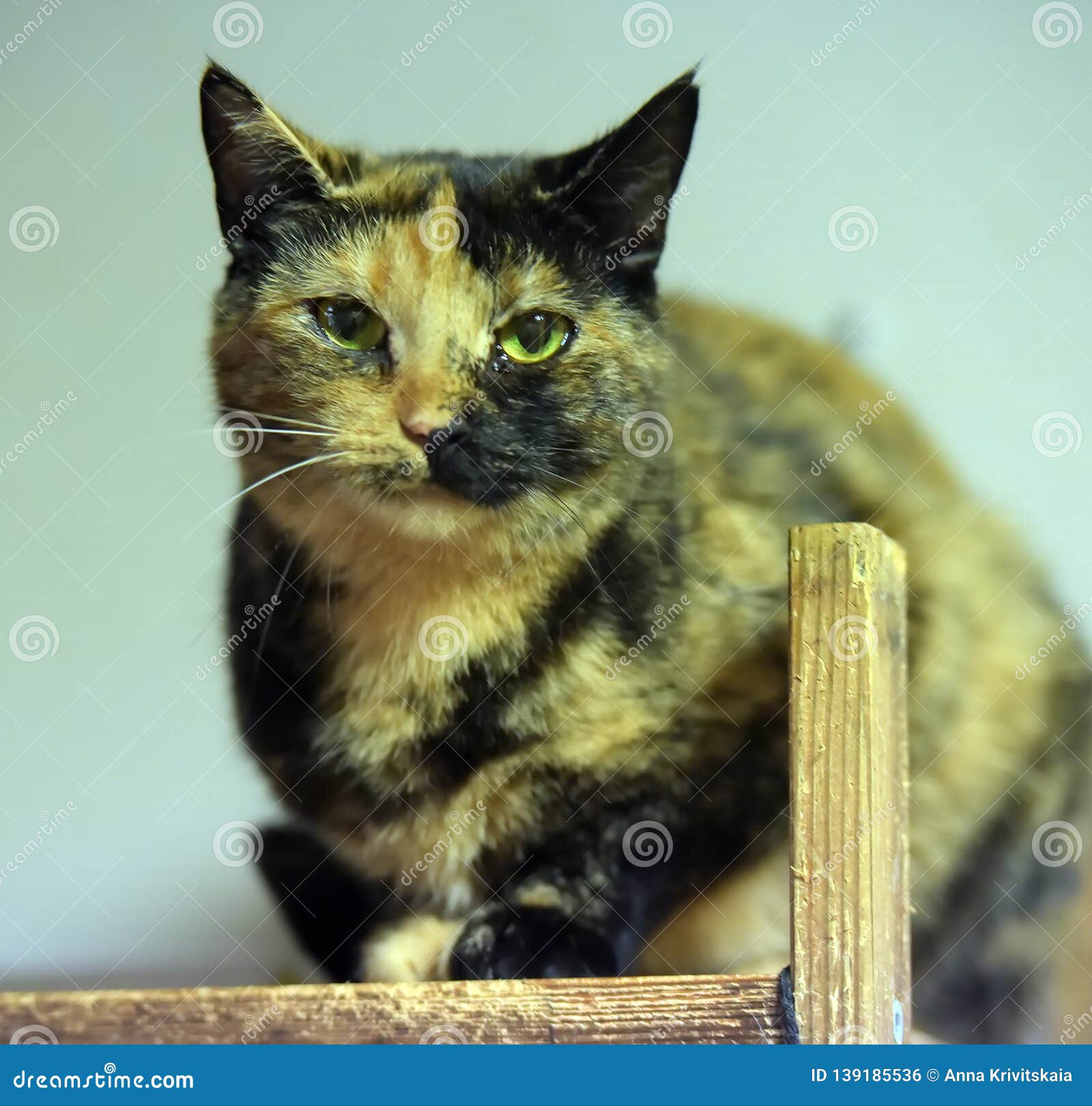 Black and red cat stock photo. Image of angry, nature - 139185536