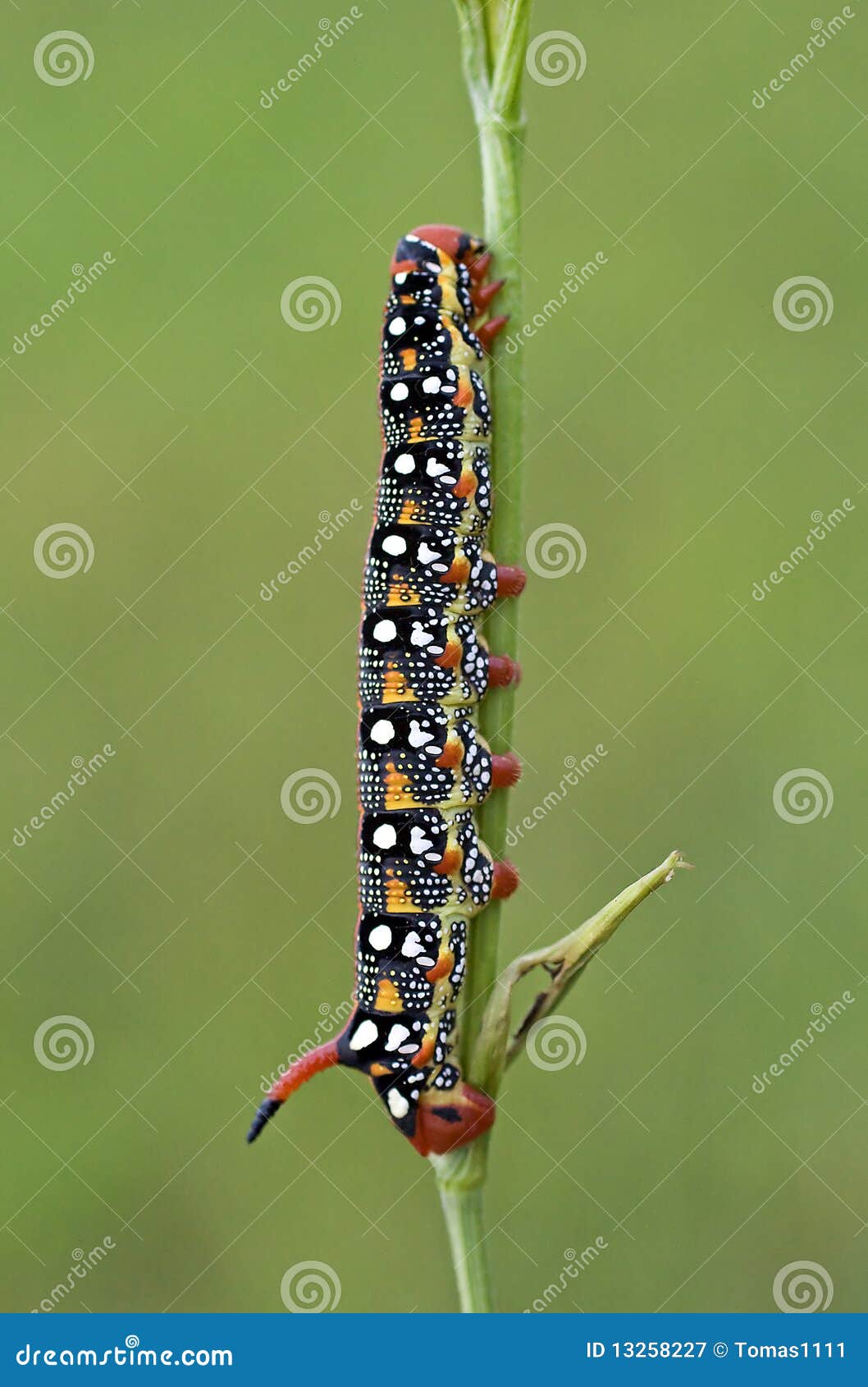 Black - red caterpillar stock image. Image of garden - 13258227