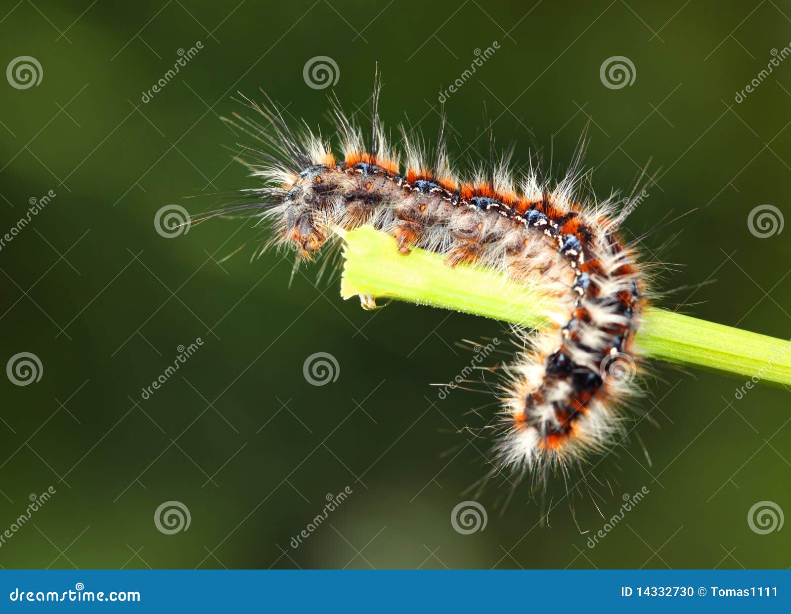 Black - red caterpillar stock photo. Image of crawl, fauna - 14332730