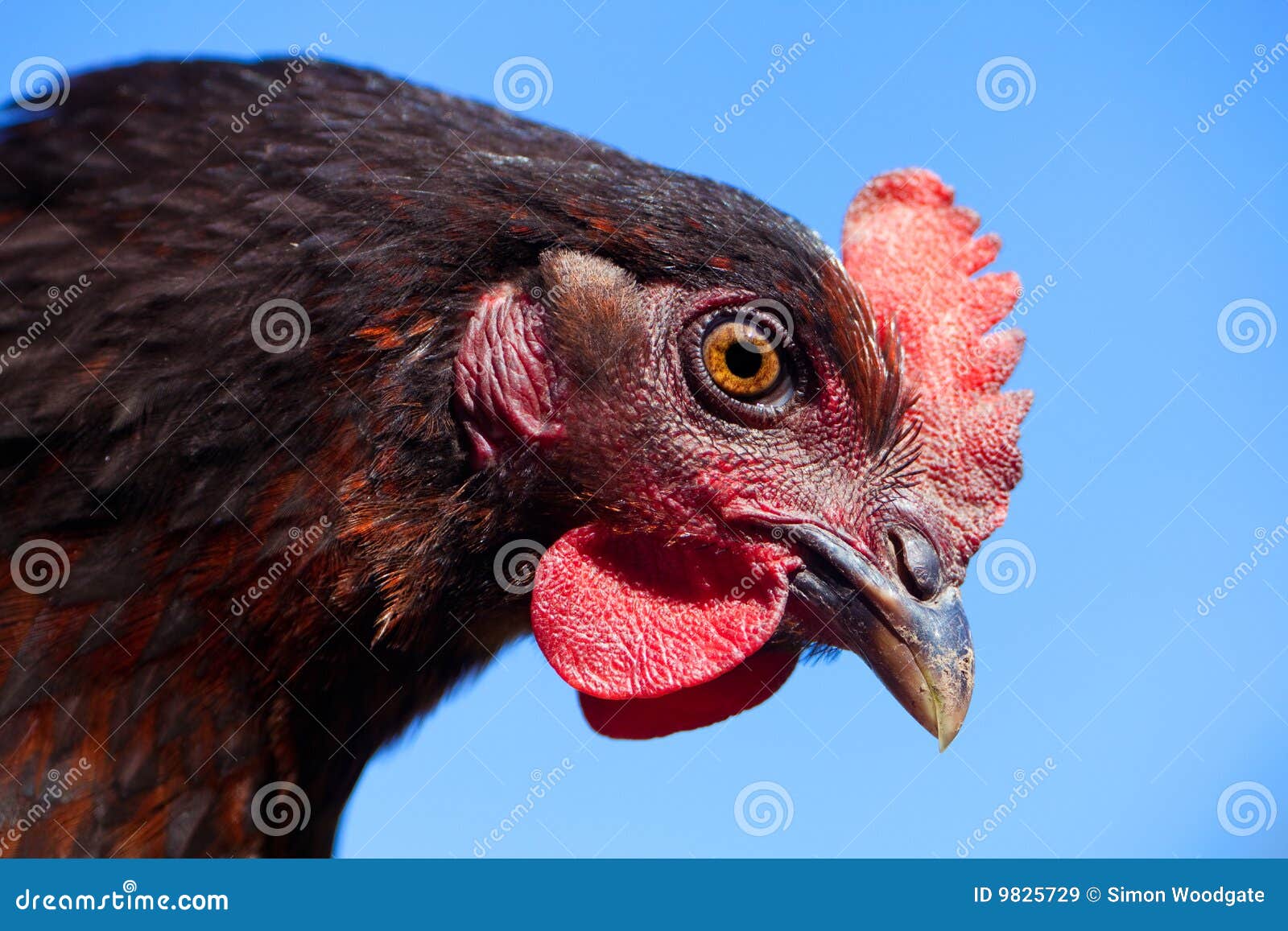 Black and Red Chicken Face Closeup on Blue Sky Stock Image - Image of ...