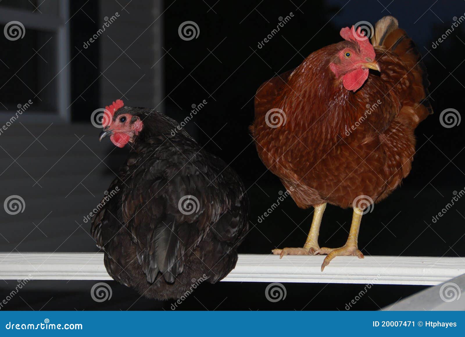 Black & Red Chickens Roosting Stock Image - Image of white, comb: 20007471