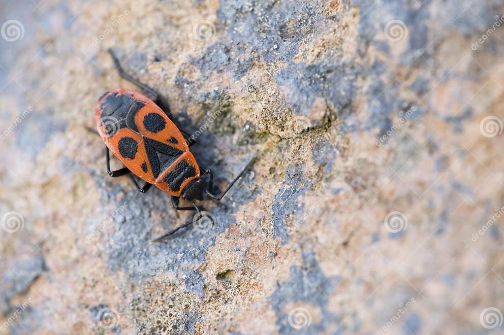 Black and red coleopteron stock image. Image of detail - 27428301