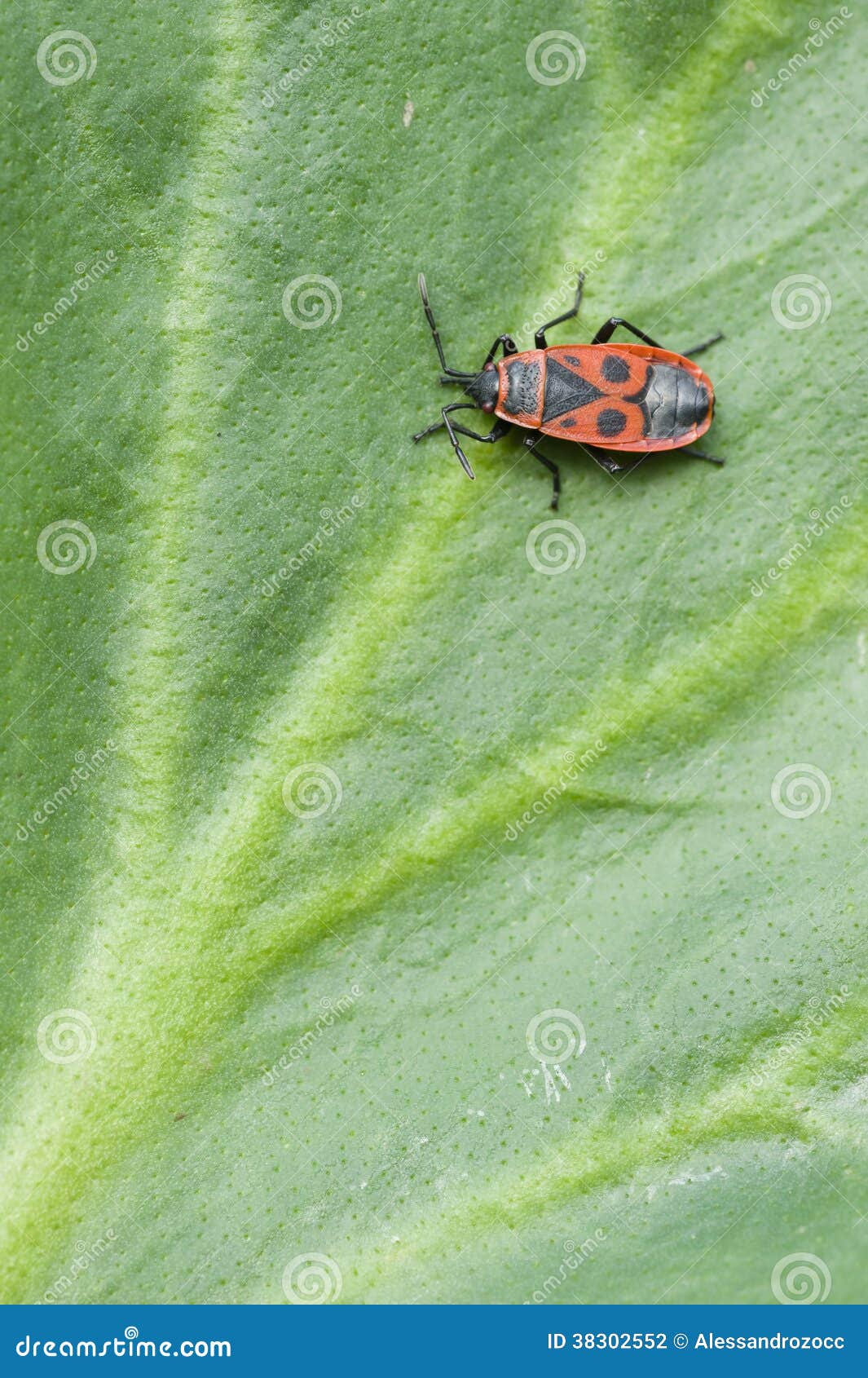 Black and Red Coleopteron Insect Stock Photo - Image of garden, detail ...