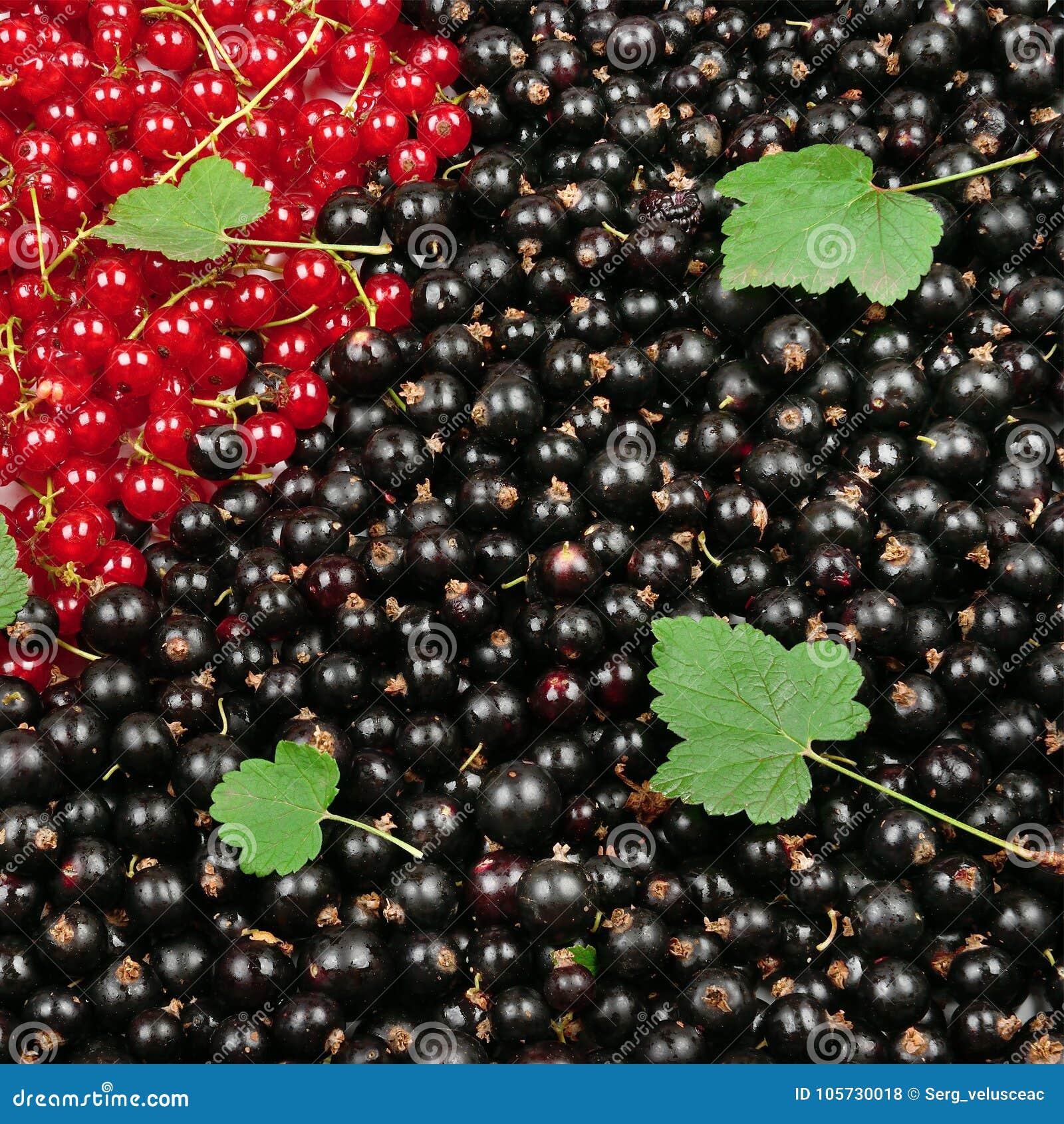Black and Red Currant with Green Leaves. Stock Photo - Image of currant ...