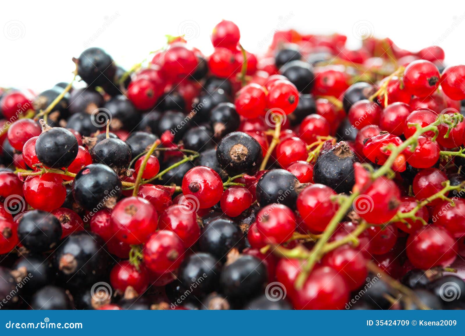 Black and Red Currant Isolated Stock Image - Image of black, healthy ...
