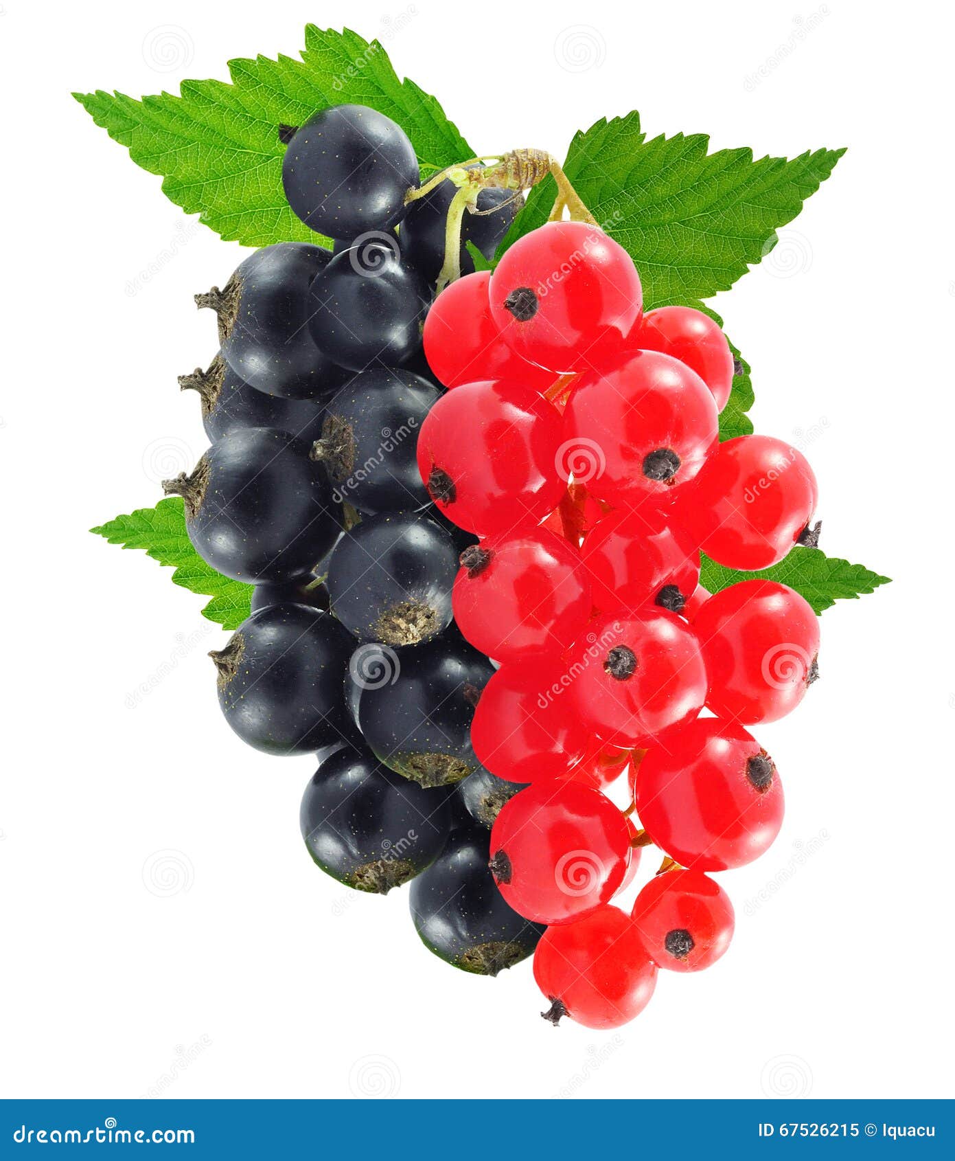 Black and red currant stock image. Image of currant, background - 67526215