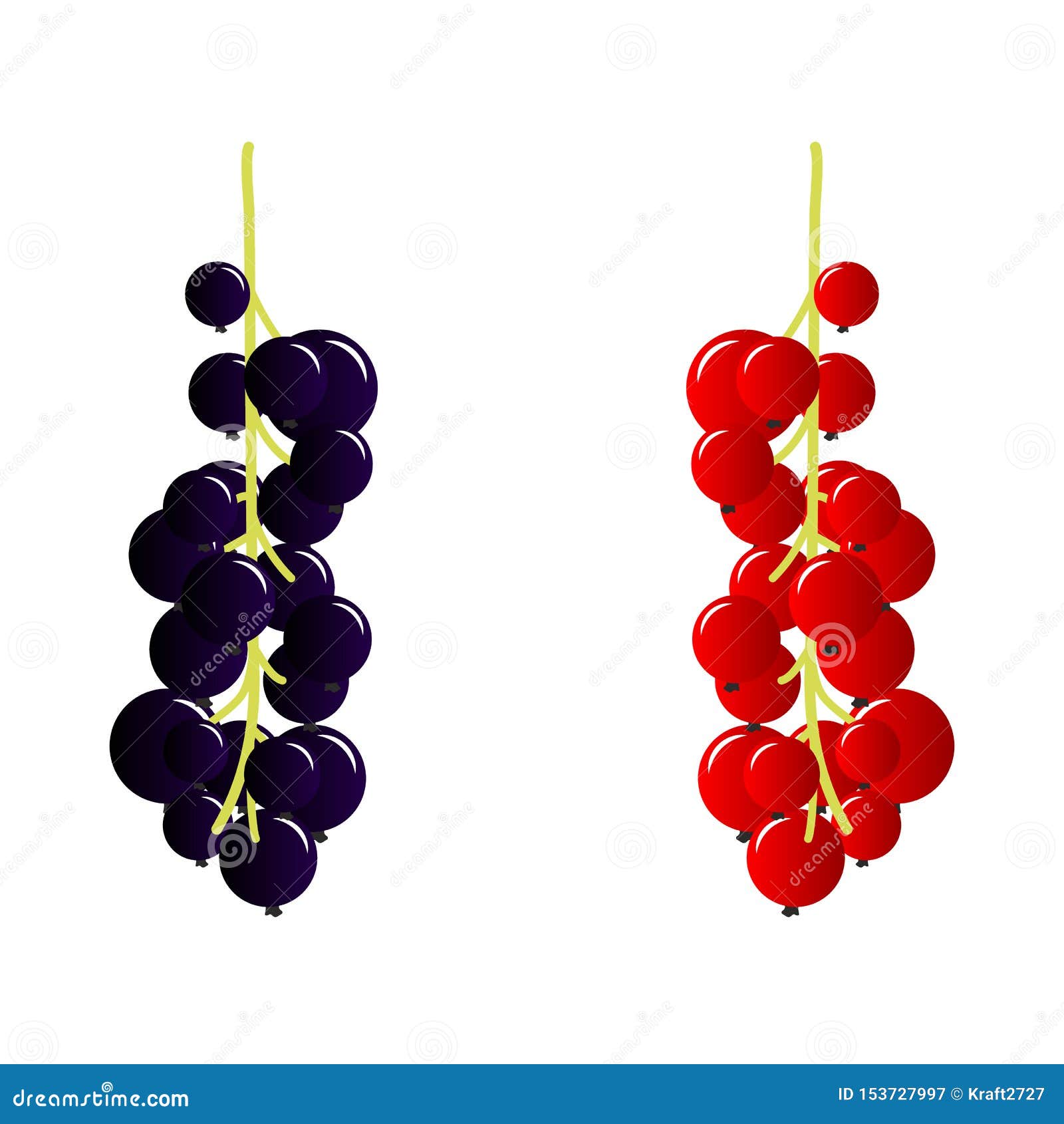 Black and red currants stock vector. Illustration of leaf - 153727997