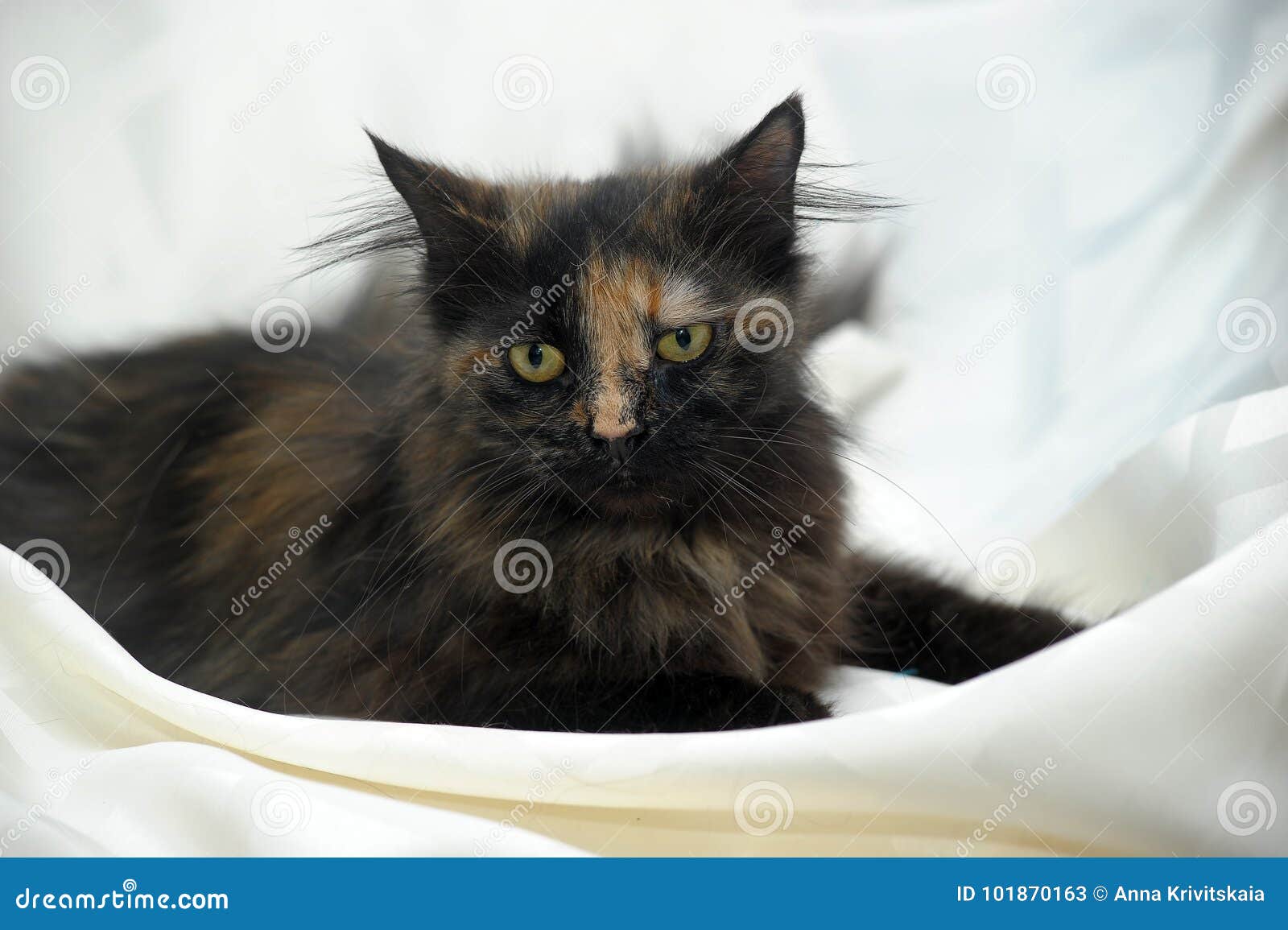 Black with red cat stock image. Image of furry, black - 101870163