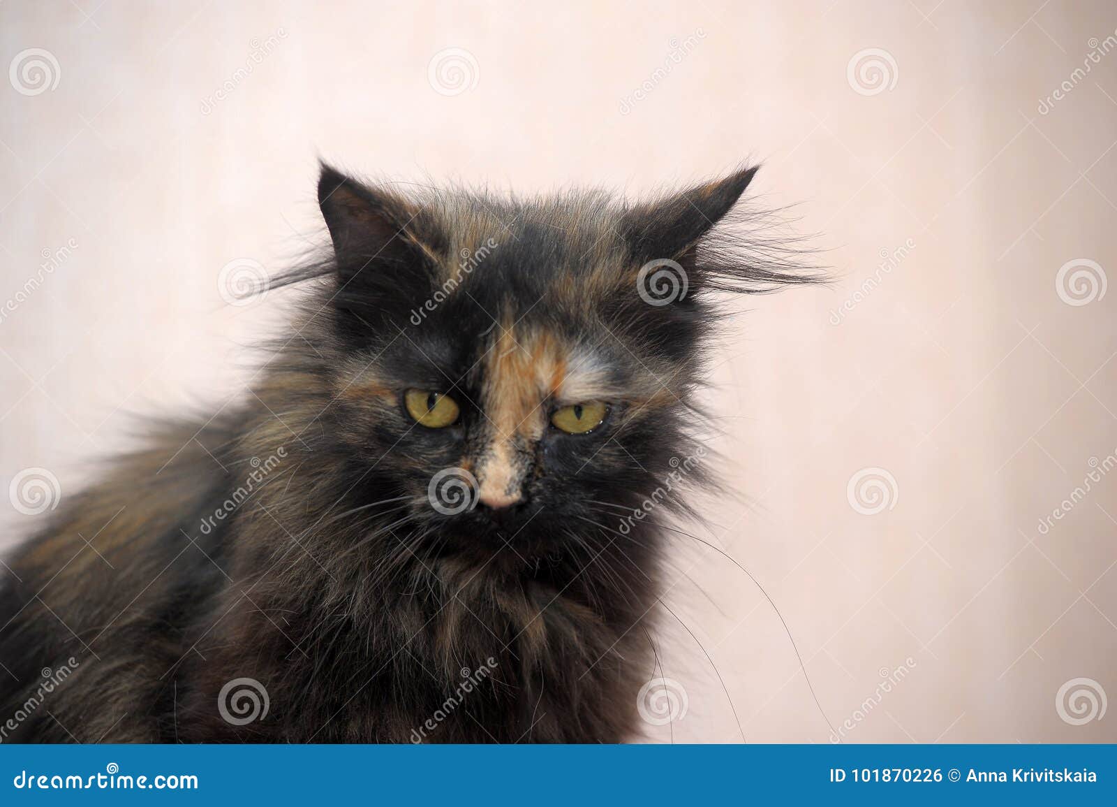 Black with red cat stock photo. Image of ginger, look - 101870226