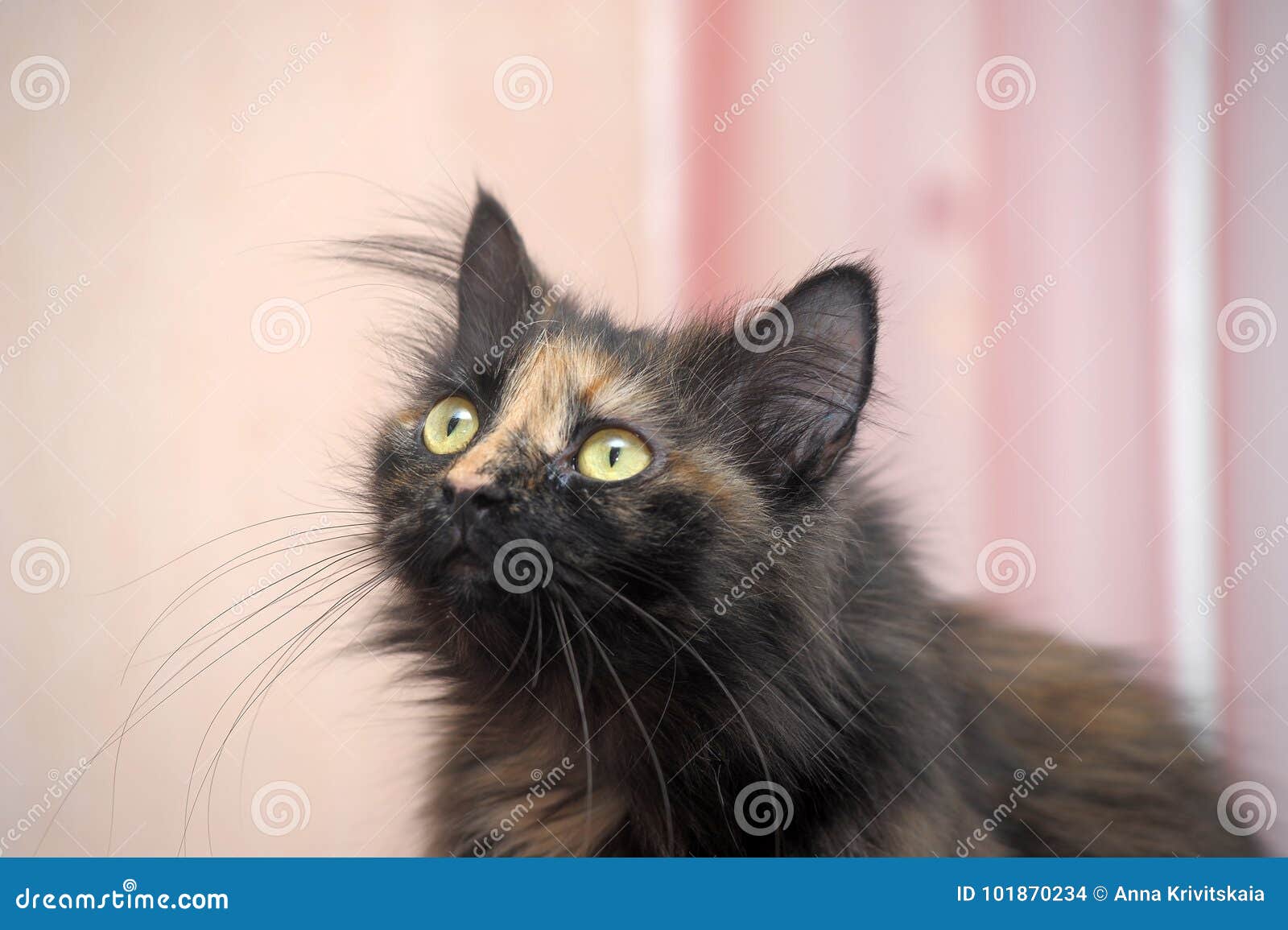 Black with red cat stock photo. Image of close, angry - 101870234