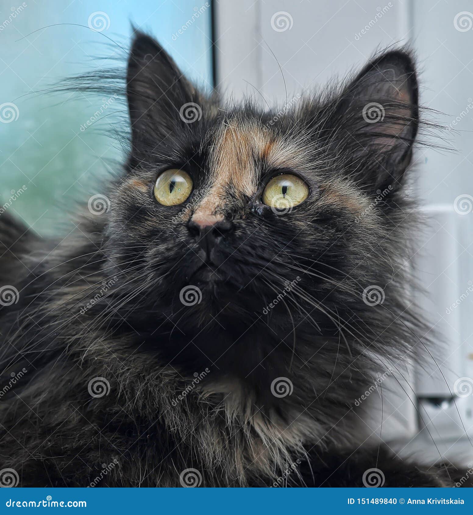 Black and red cat stock photo. Image of adorable, cute - 151489840