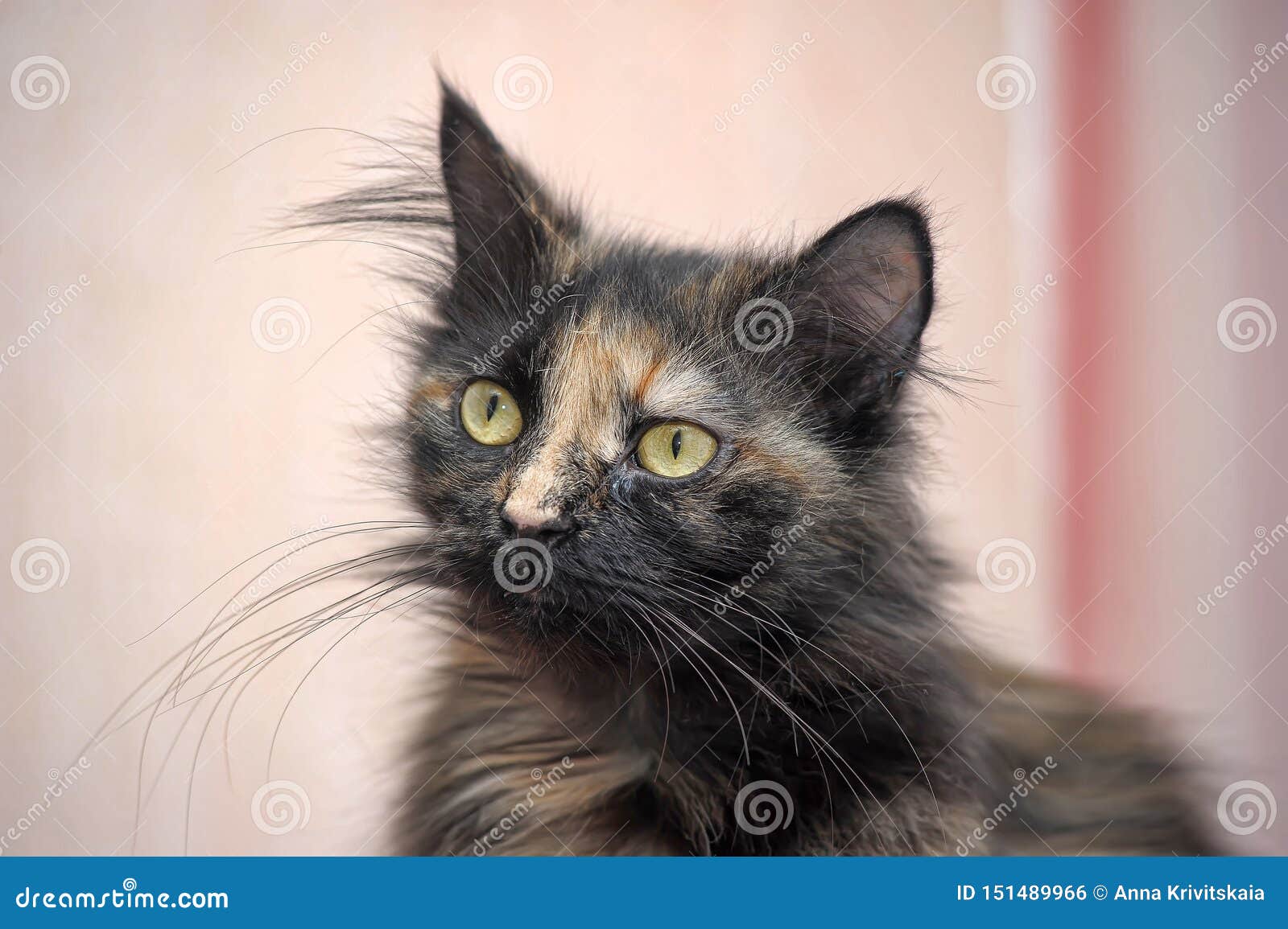 Black and red cat stock photo. Image of feline, bicolor - 151489966