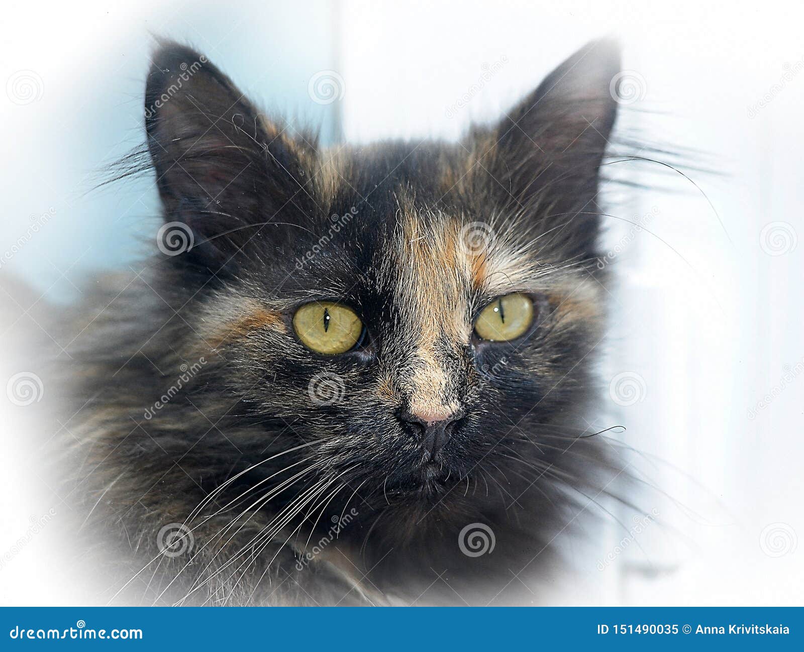 Black and red cat stock image. Image of colorful, fluffy - 151490035