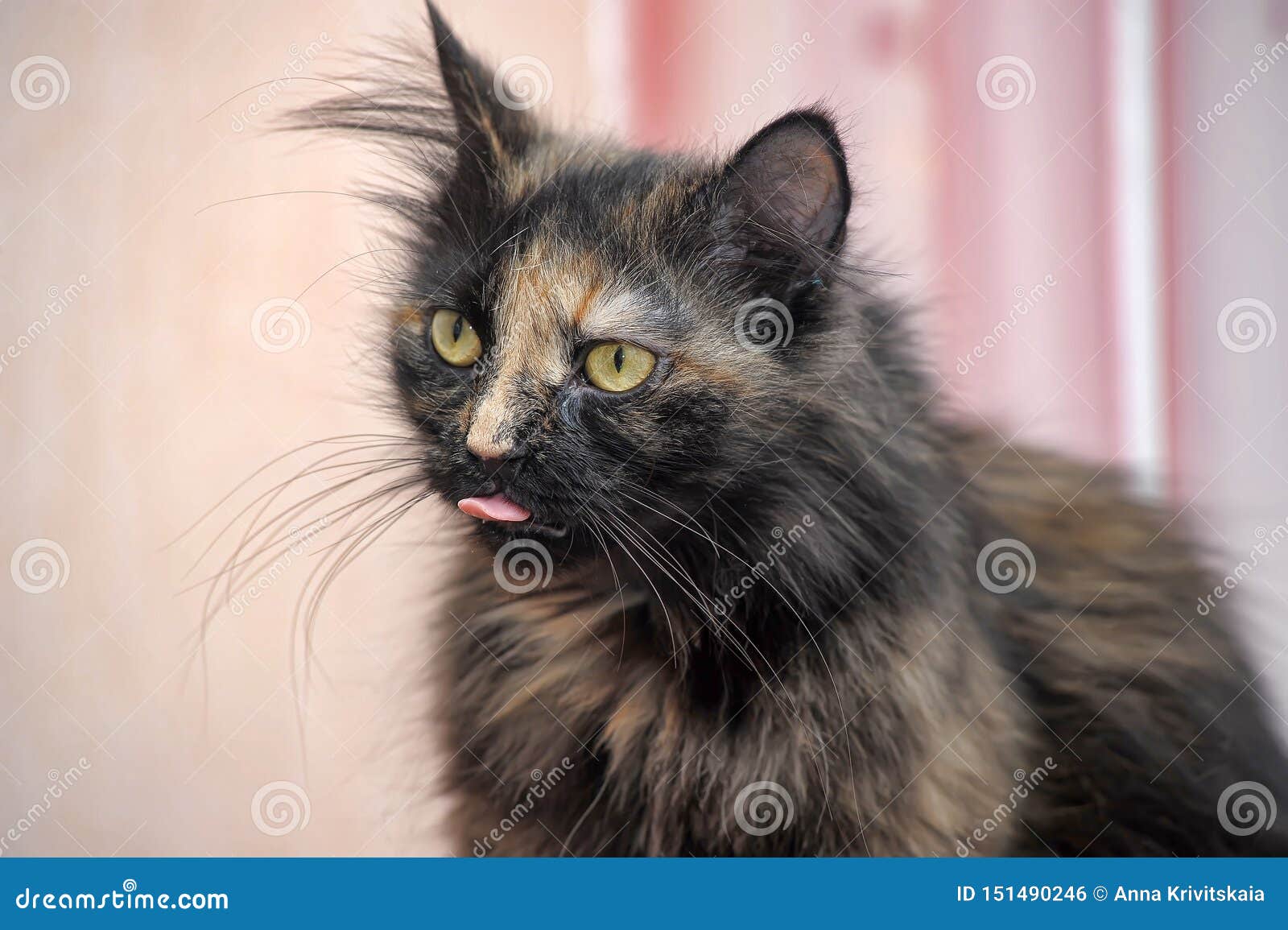 Black and red cat stock photo. Image of bicolor, fluffy - 151490246
