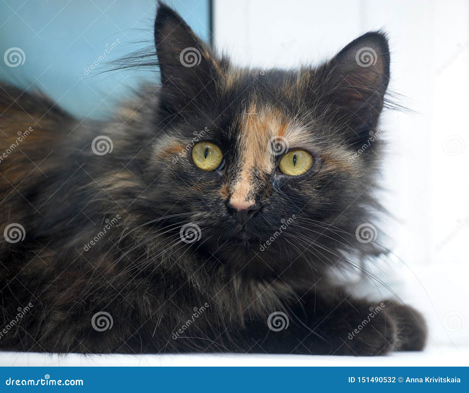 Black and red cat stock photo. Image of lying, background - 151490532