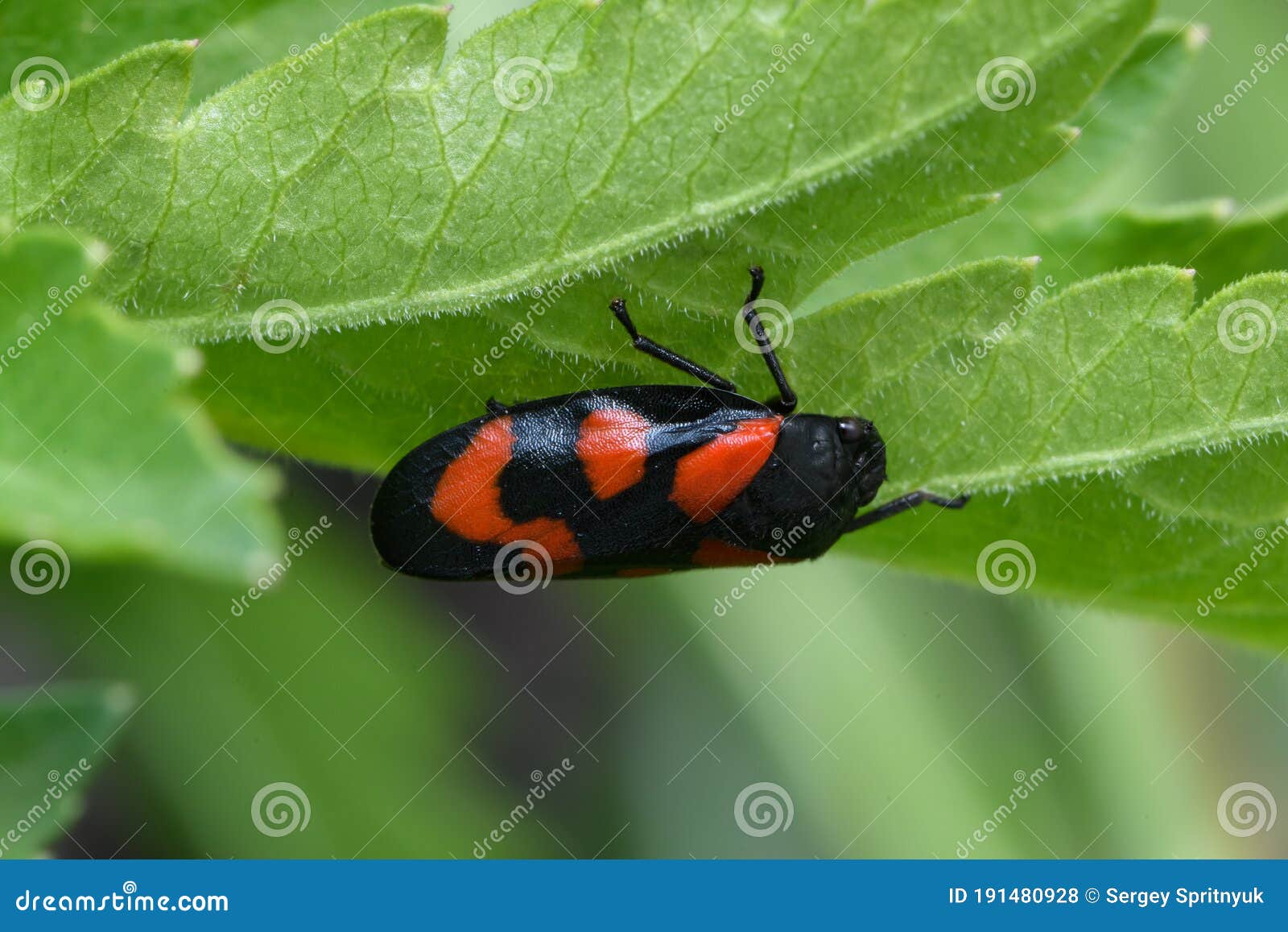 Cercopidae, Insects That Protect Larvae With Foam, Insects That Protect ...